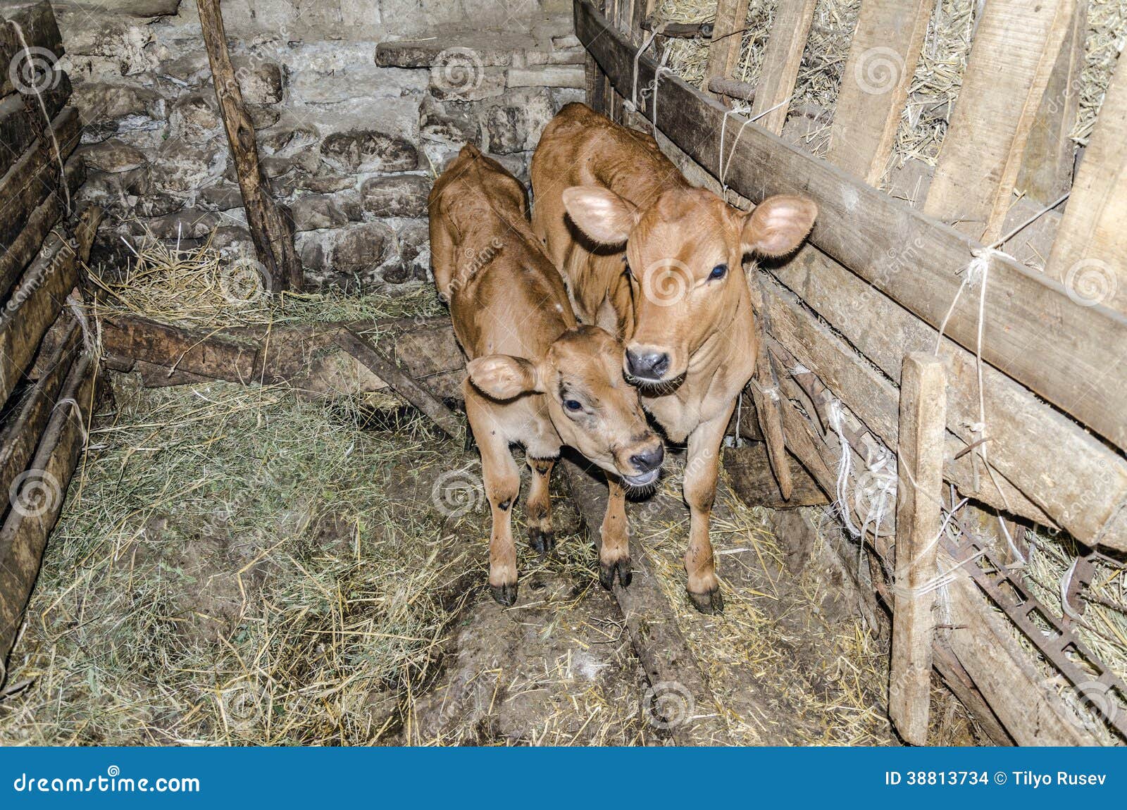 Two small and cute calves stock photo. Image of barn - 38813734