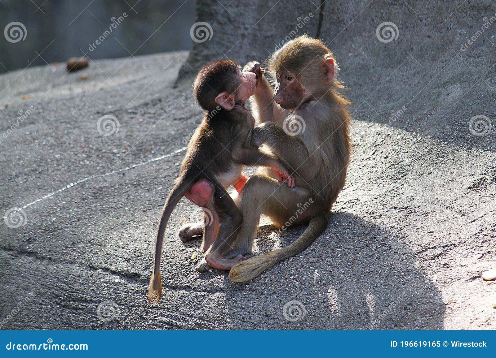 Two Small Cute Monkeys Playing Together Stock Image - Image of closeup ...