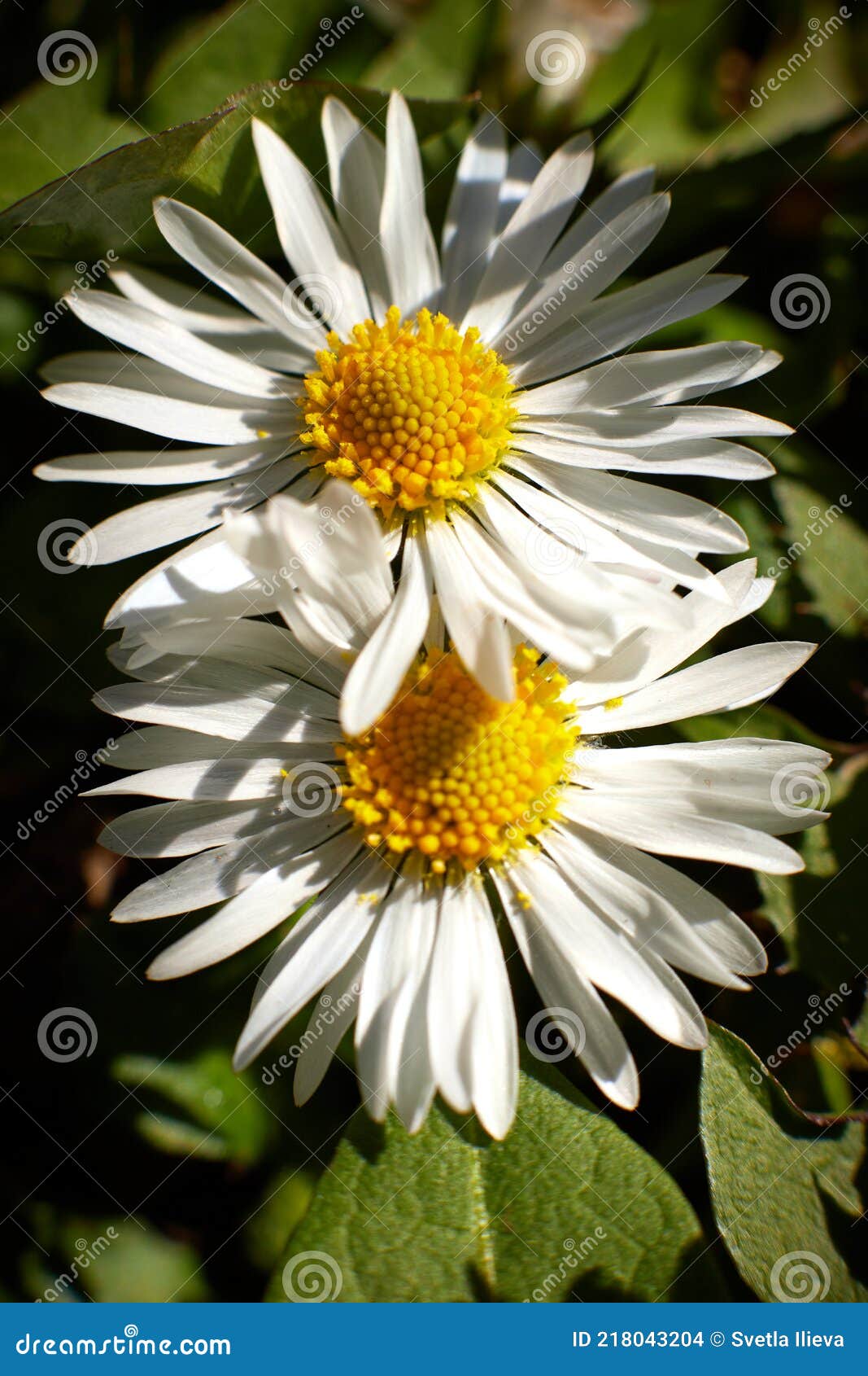 Two small daisies stock photo. Image of petals, small - 218043204