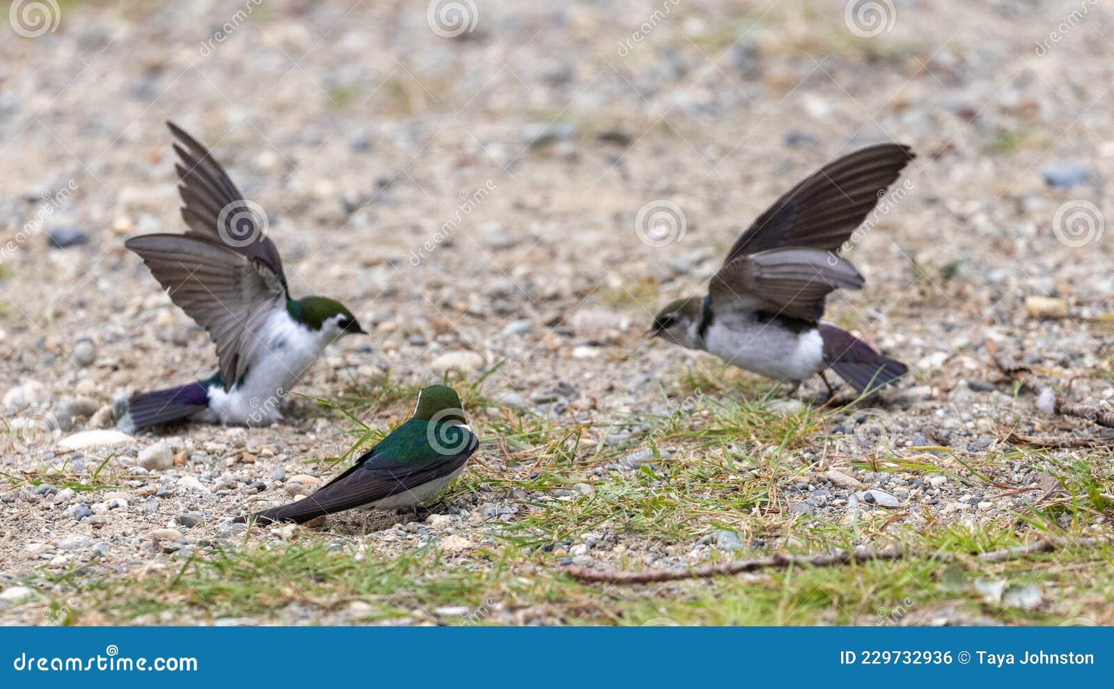 Two Bird Fighting in Front of Another Stock Photo - Image of ...