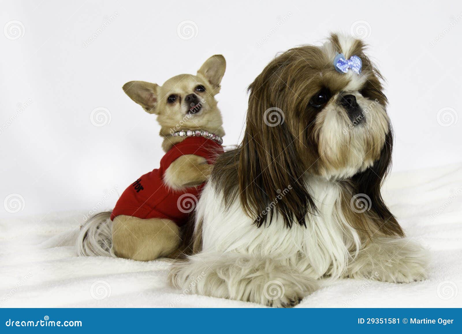 Two small dog. stock image. Image of breed, looking, face - 29351581
