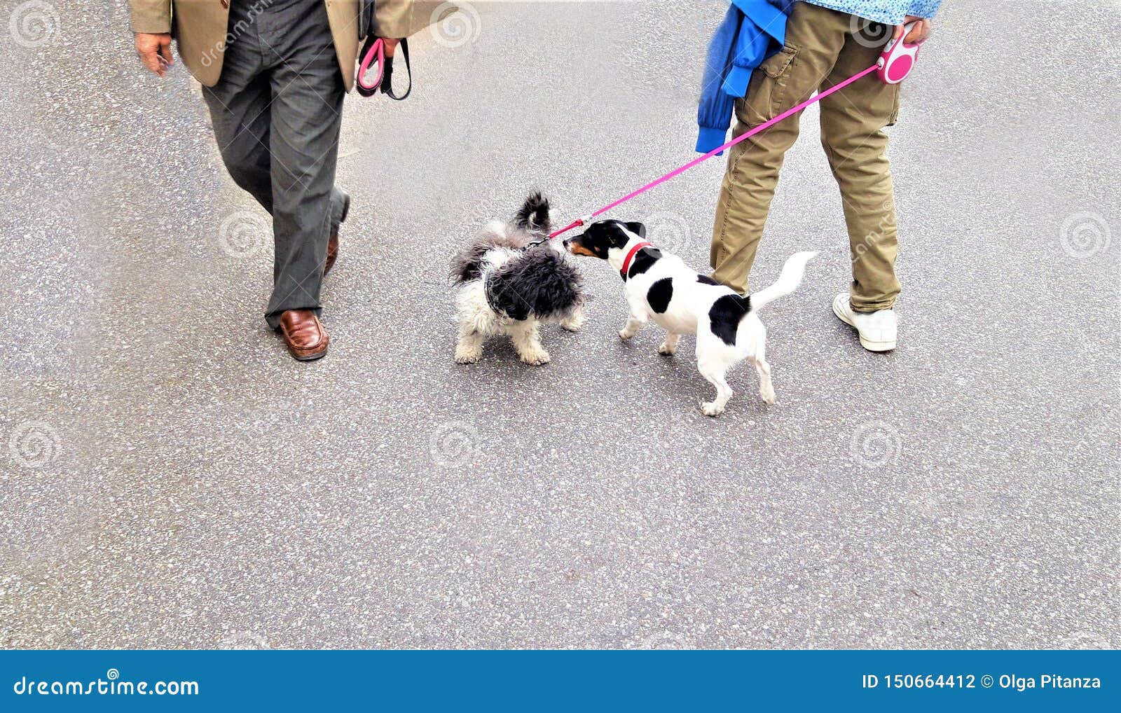 Two small dogs FUNNY walk stock photo. Image of communication - 150664412