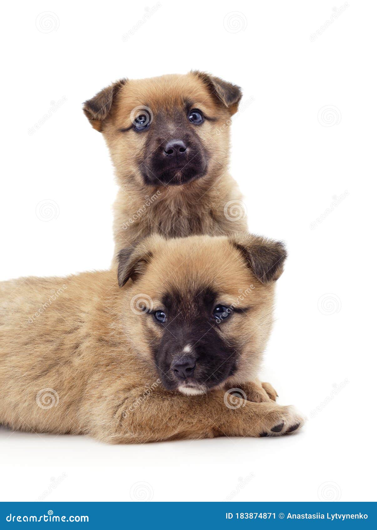 Two small dogs stock image. Image of birthday, friends - 183874871