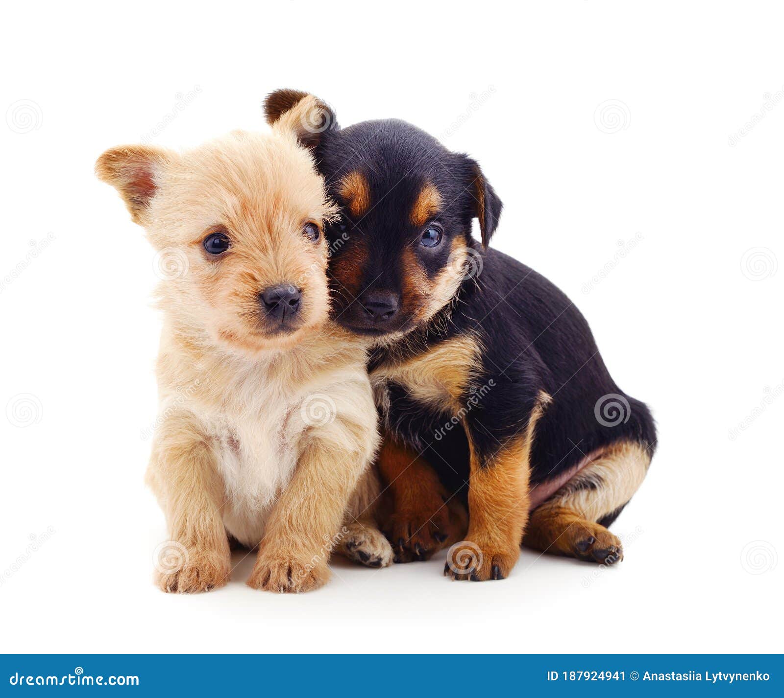 Two small dogs stock image. Image of gift, nature, puppy - 187924941