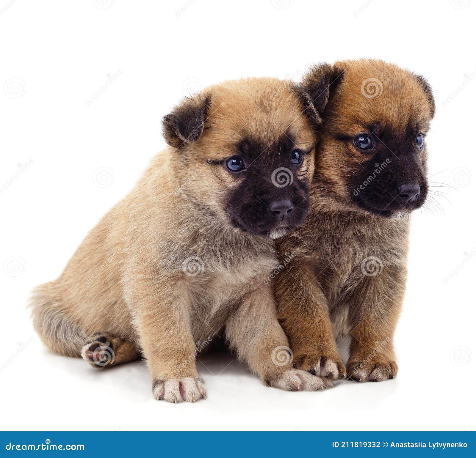 Two small dogs stock photo. Image of love, valentines - 211819332
