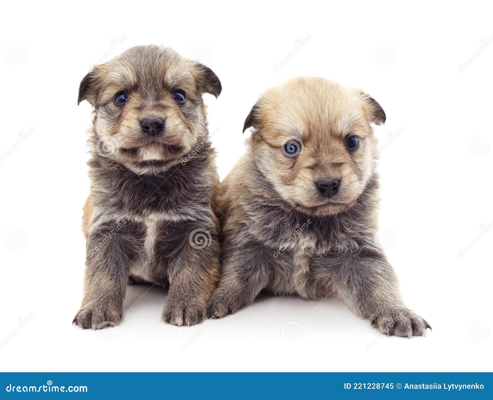 Two small dogs stock image. Image of nice, mammals, nature - 221228745