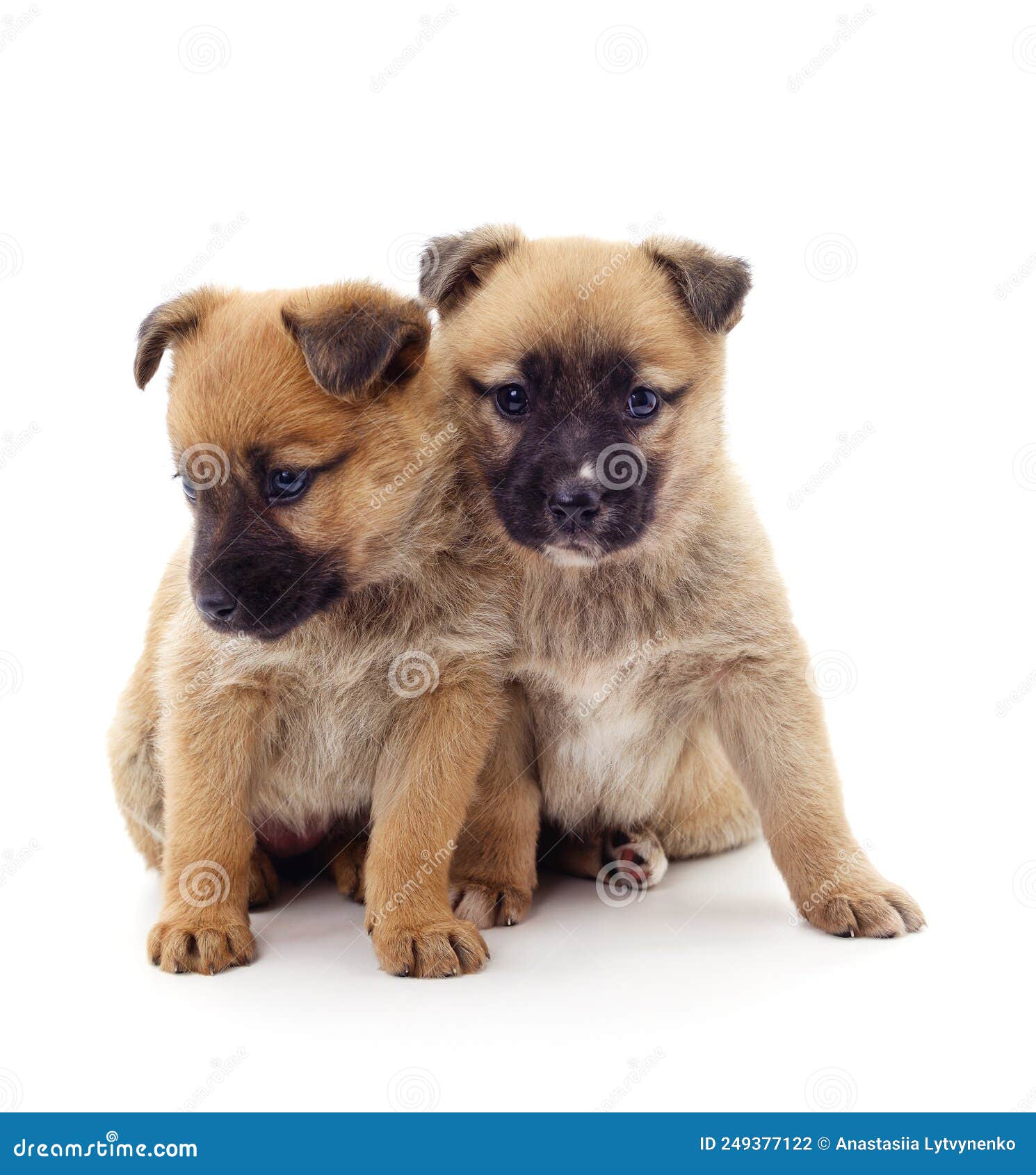 Two small dogs stock photo. Image of beautiful, excellent - 249377122