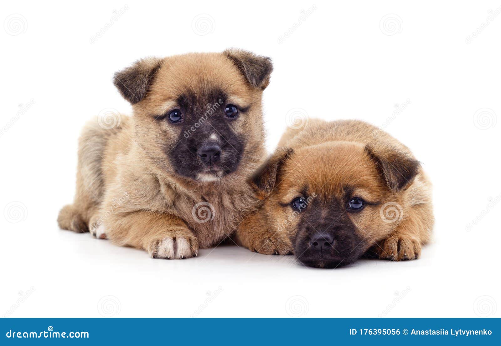 Two small dogs stock photo. Image of cute, canine, animal - 176395056