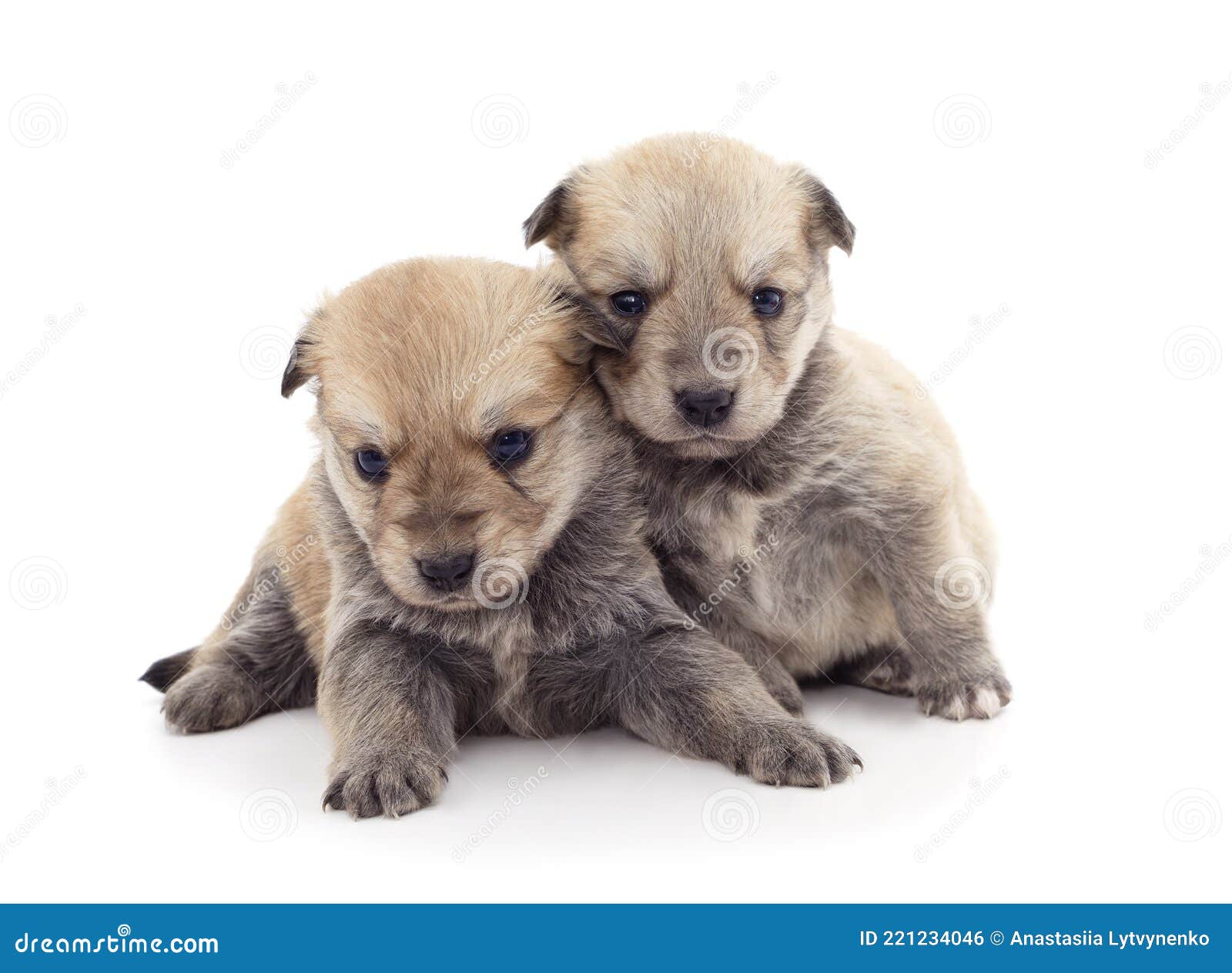 Two small dogs stock photo. Image of valentines, favorite - 221234046