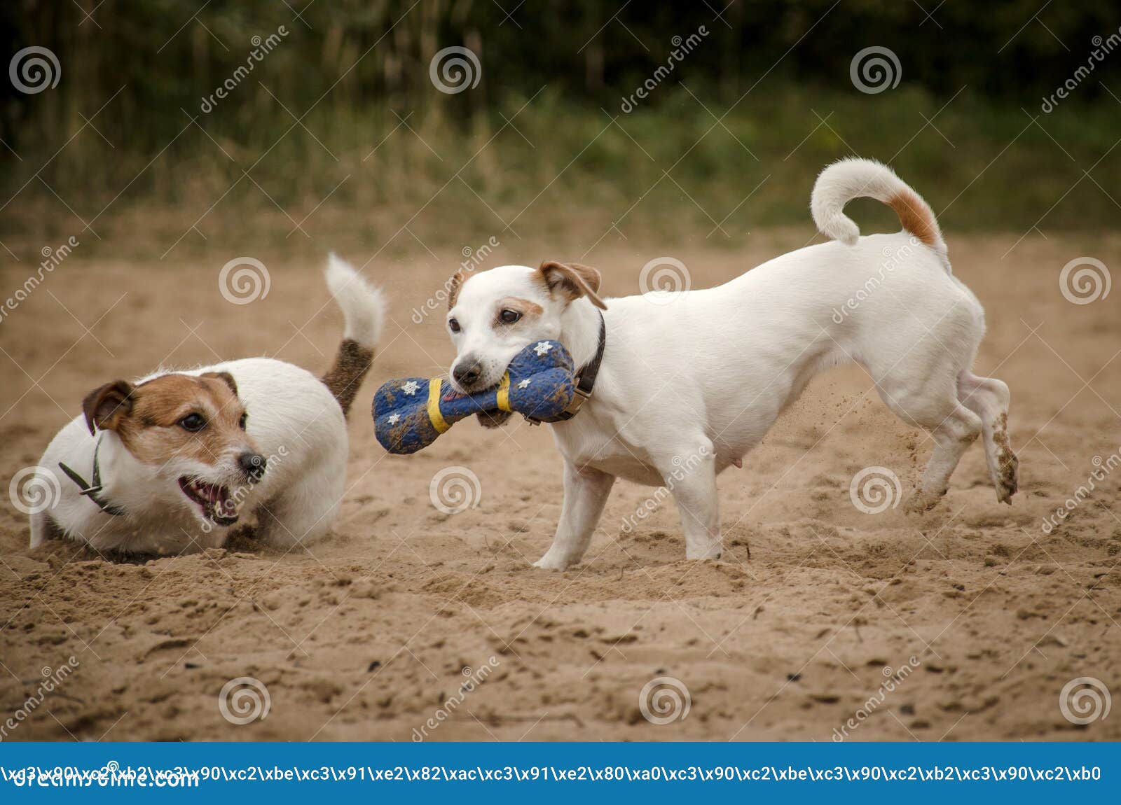 Two Small Dogs Play on the Beach Stock Image - Image of cloudy, smile ...