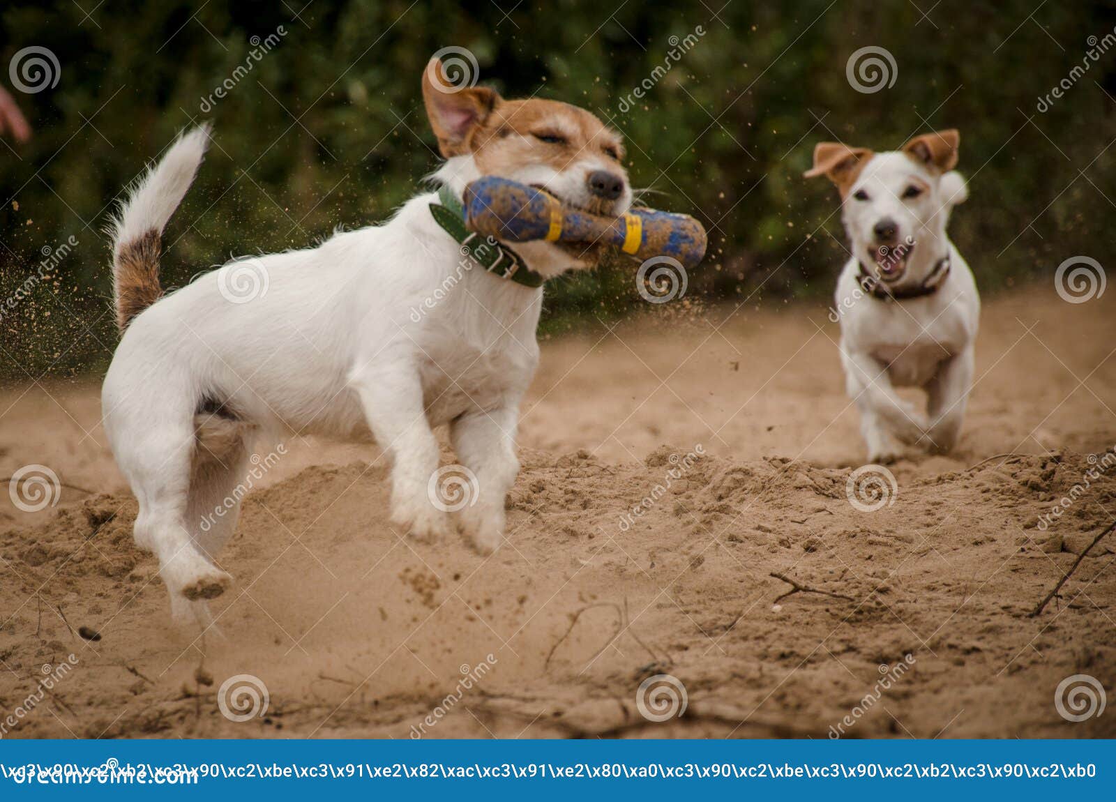 Two Small Dogs Play on the Beach Stock Image - Image of autumn, walk ...