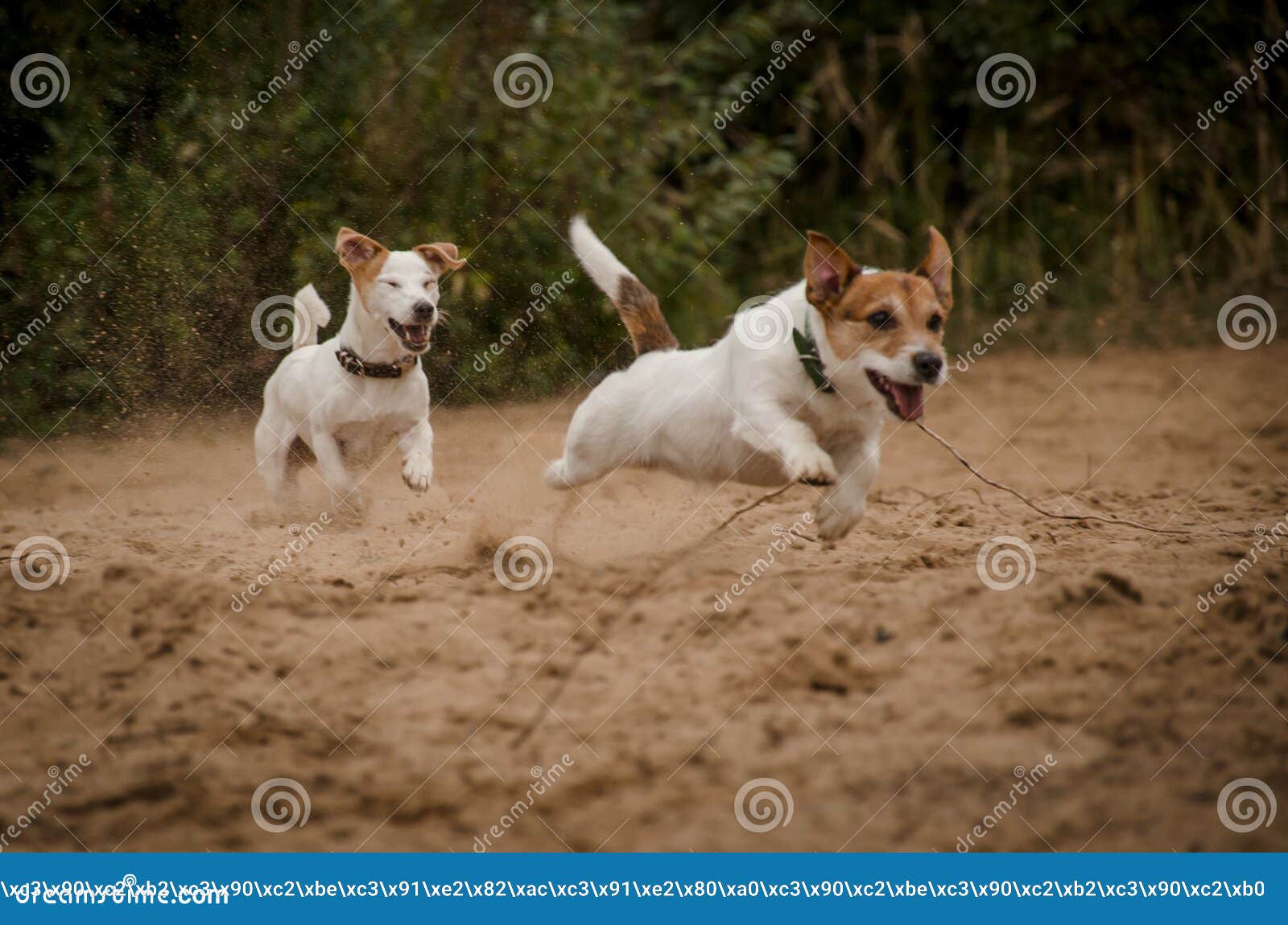 Two Small Dogs Play on the Beach Stock Image - Image of russell, nature ...