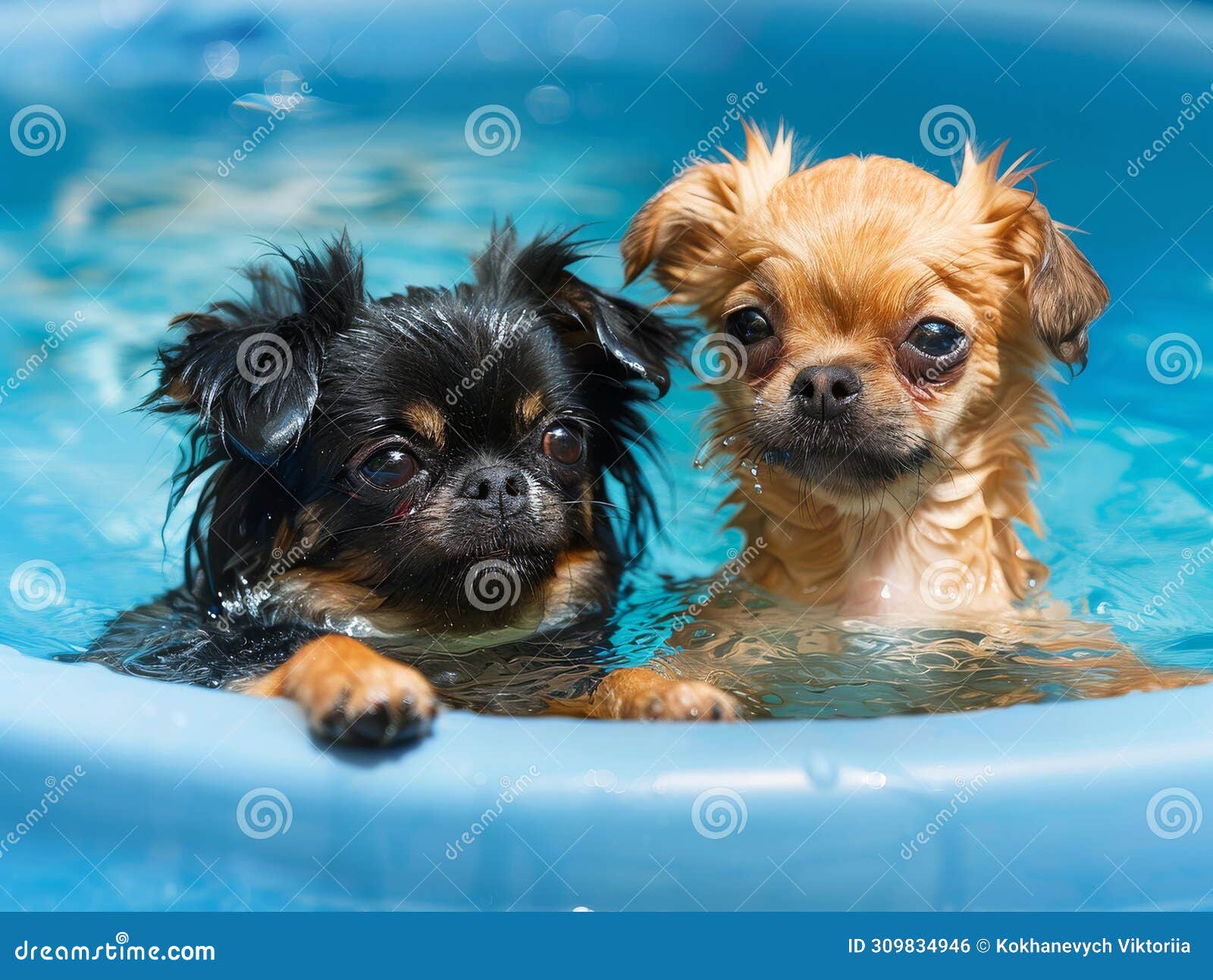 Two Small Dogs, a Playfully Splash in a Blue Kiddie Pool on a Sunny Day ...