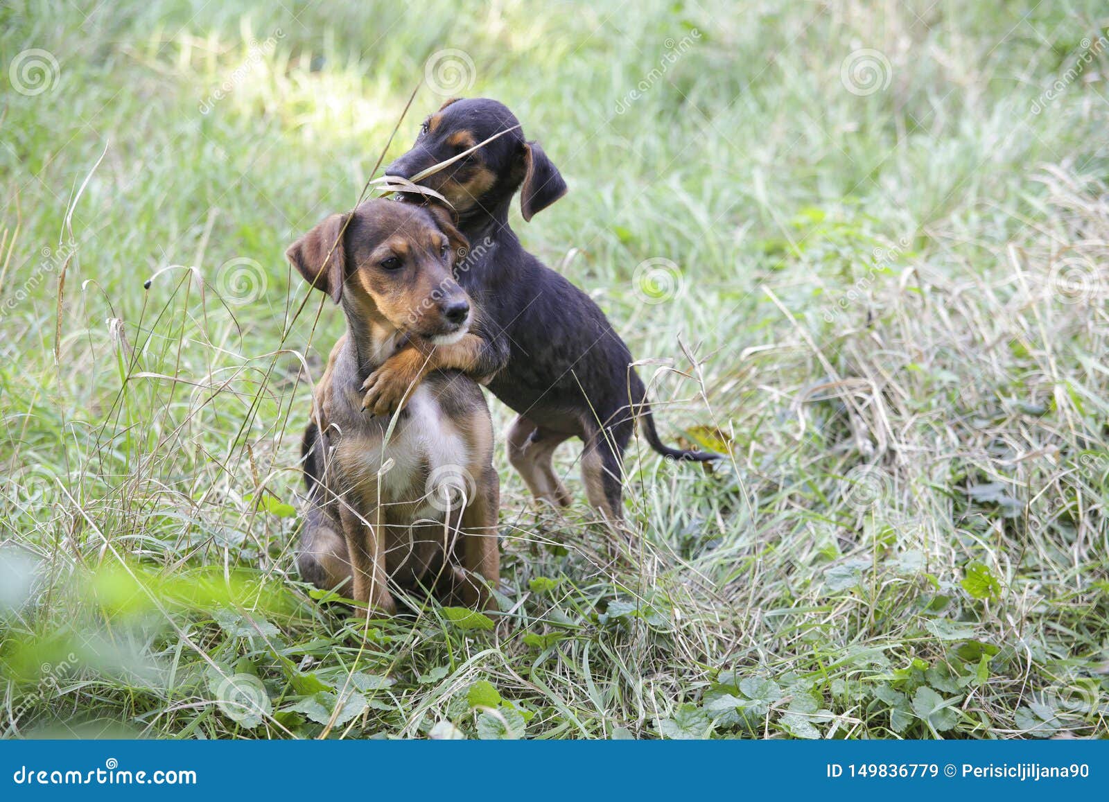 Two Small Dogs Playing in the Park. Stock Image - Image of summer ...