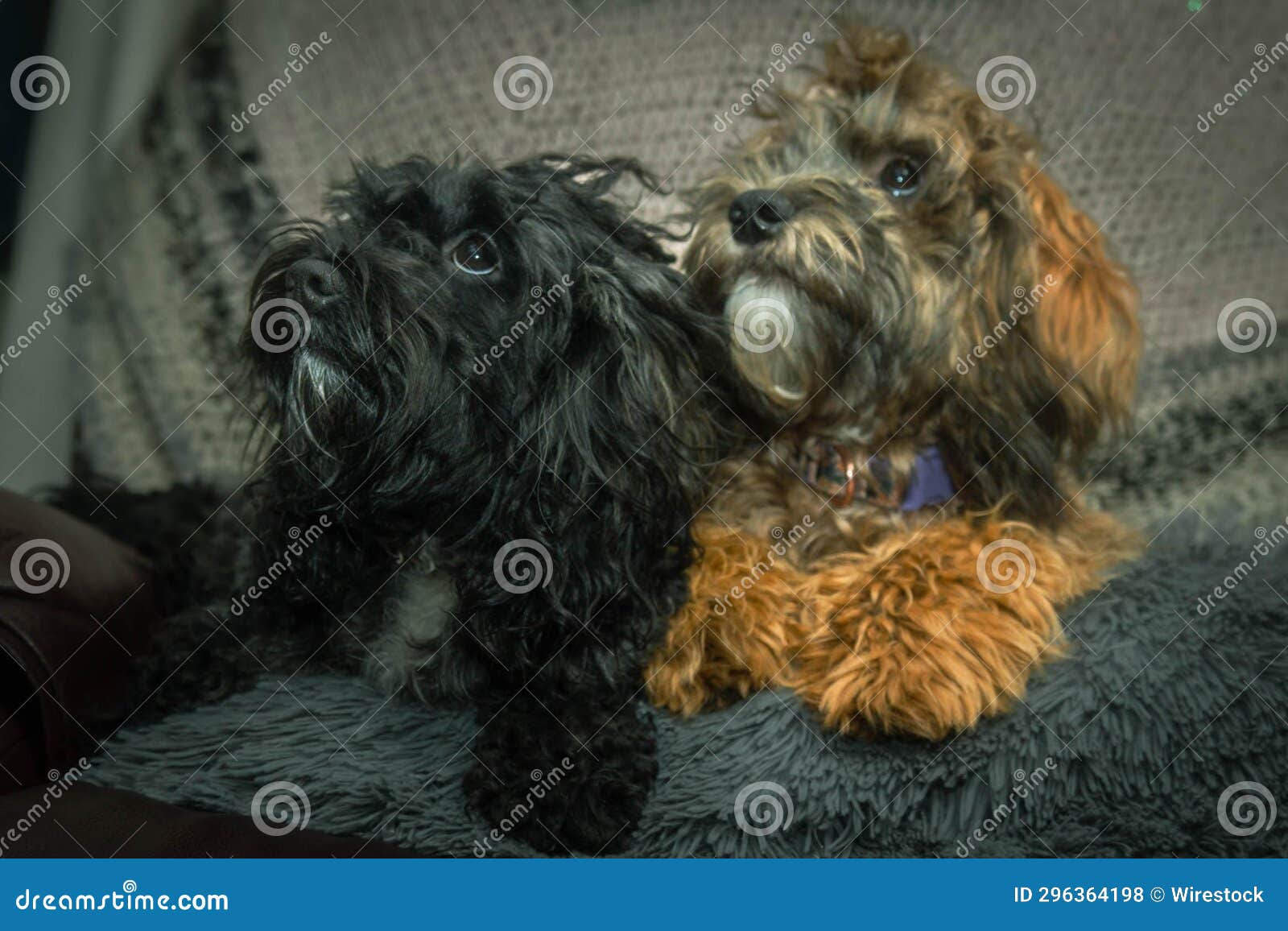 Two Small Dogs on a Couch Facing Forward with One of Them Looking at ...