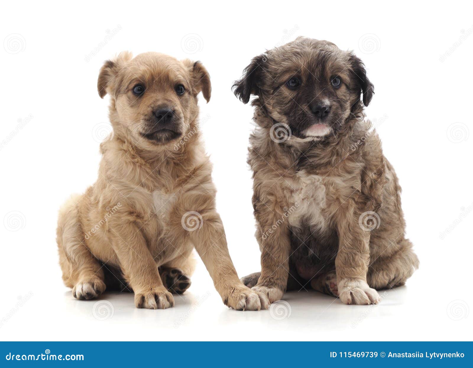 Two small dogs. stock image. Image of mammals, white - 115469739