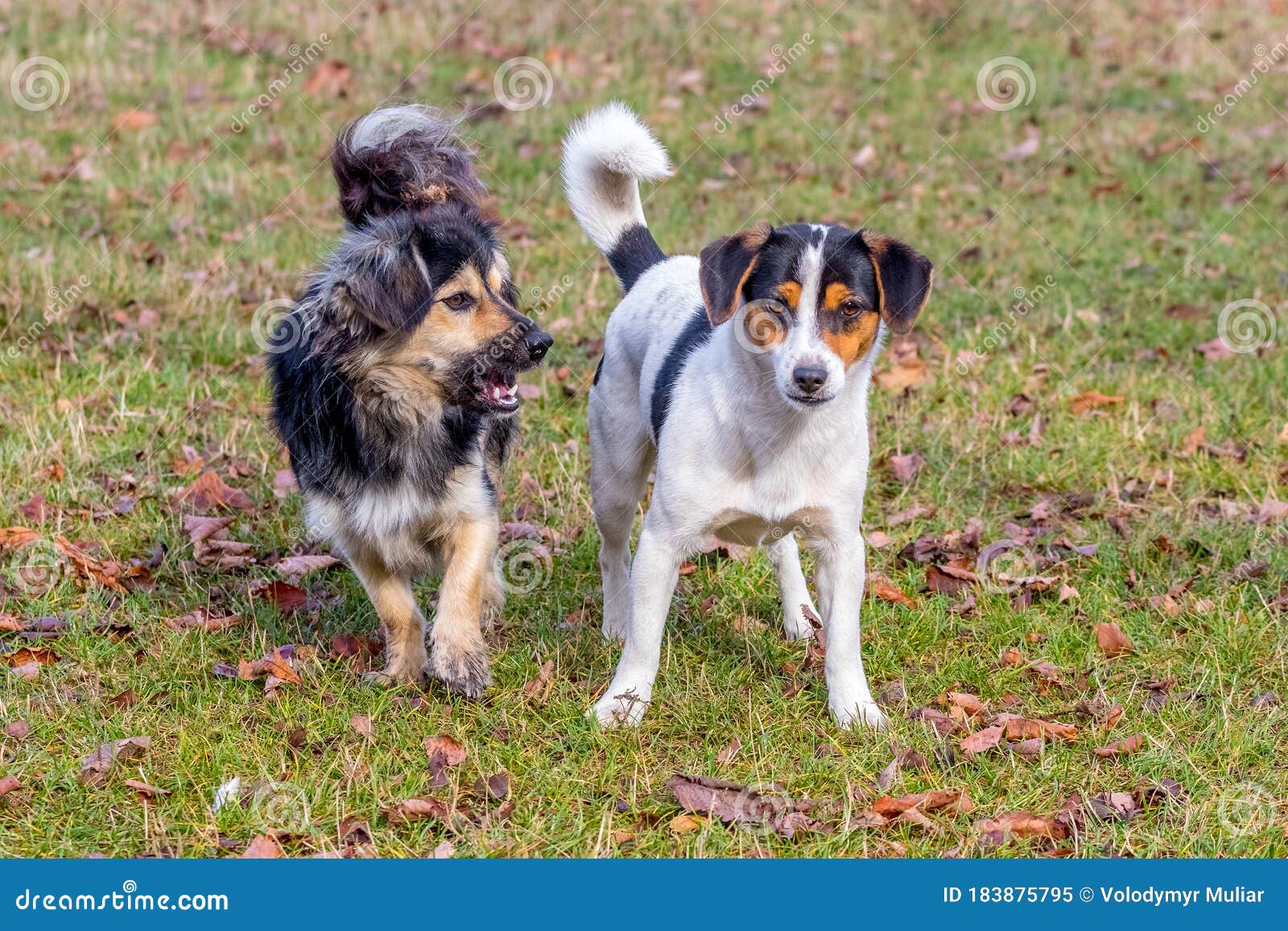 Two Small Dogs while Walking in the Autumn Garden Stock Image - Image ...
