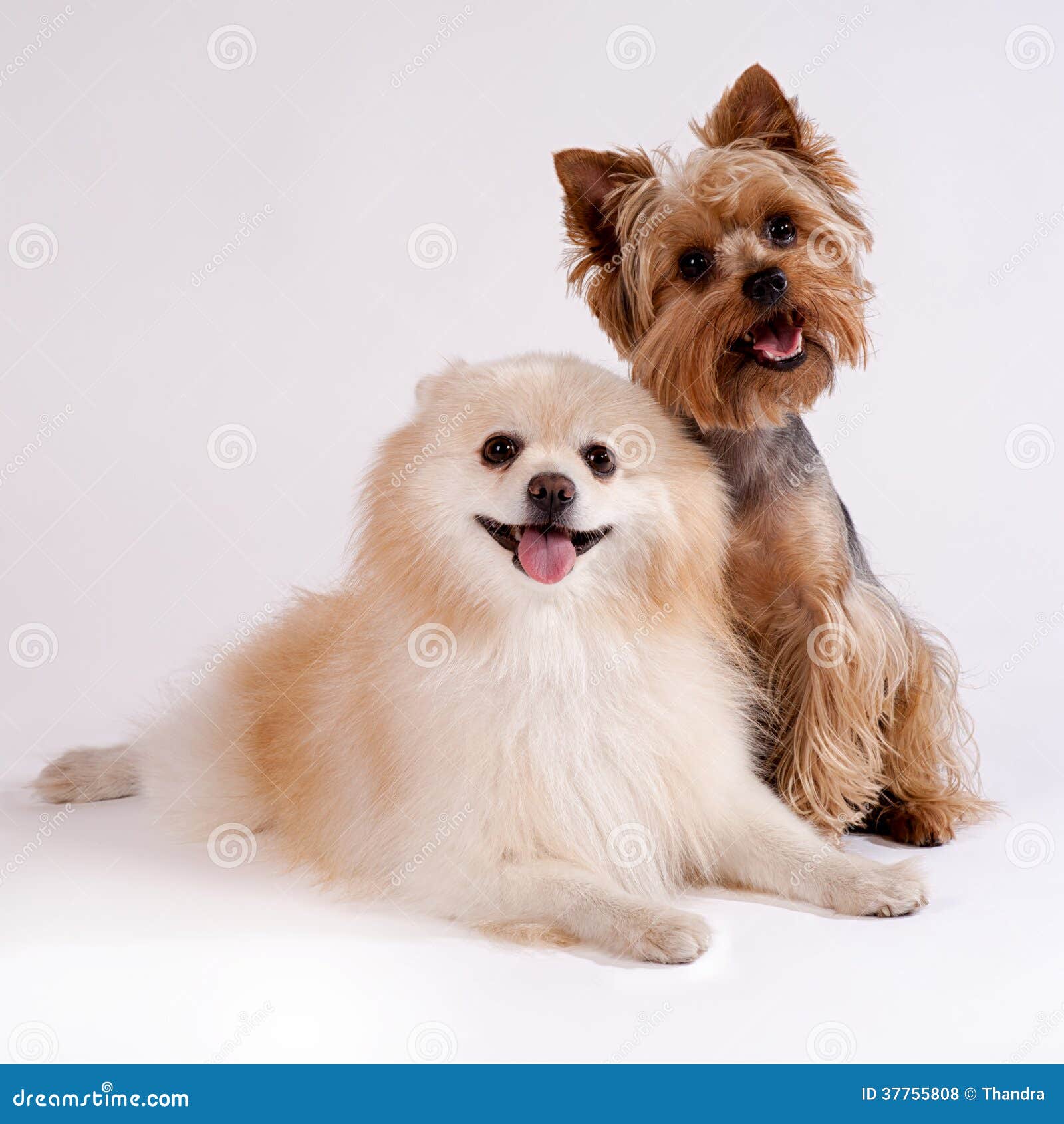 Two Small Dogs A White Pomeranian And A Shaggy Miniature Poodle Toy Are ...