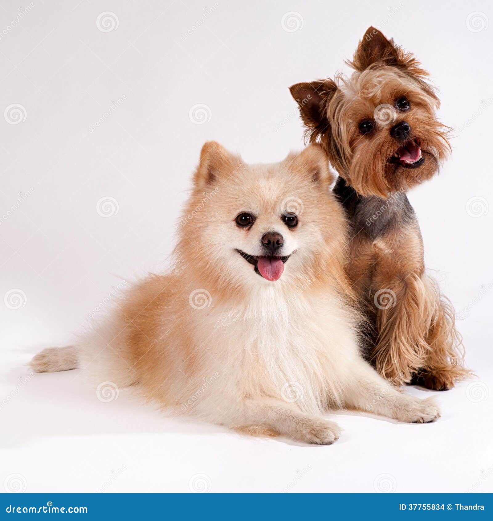 Two Small Dogs A White Pomeranian And A Shaggy Miniature Poodle Toy Are ...
