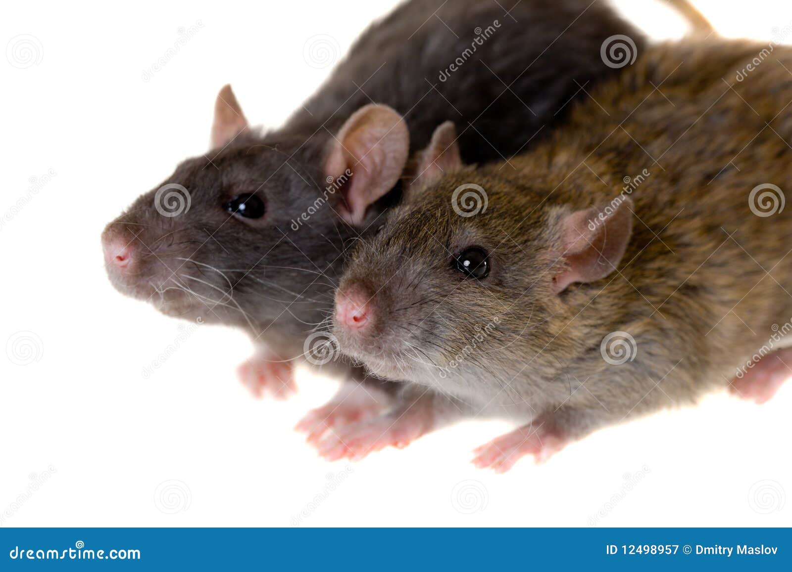 Two small domestic rats stock image. Image of studio - 12498957