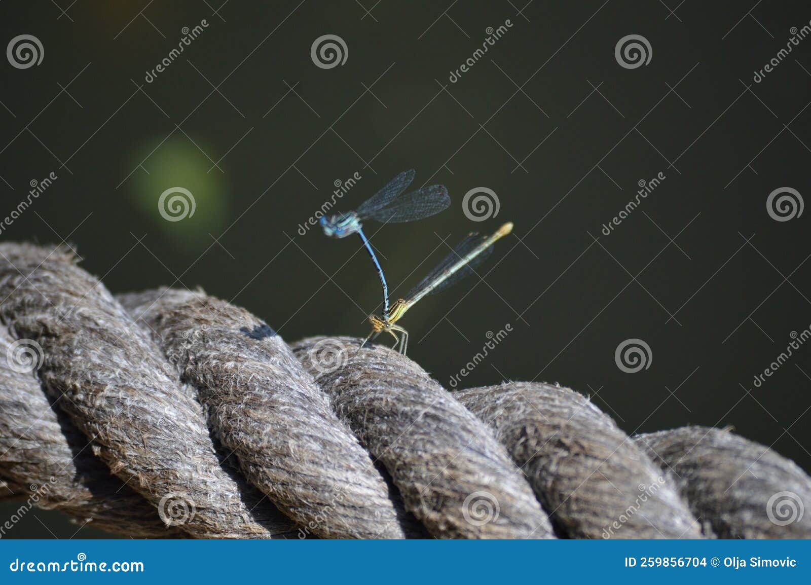Small Dragonflies on a Rope Stock Photo - Image of color, nature: 259856704