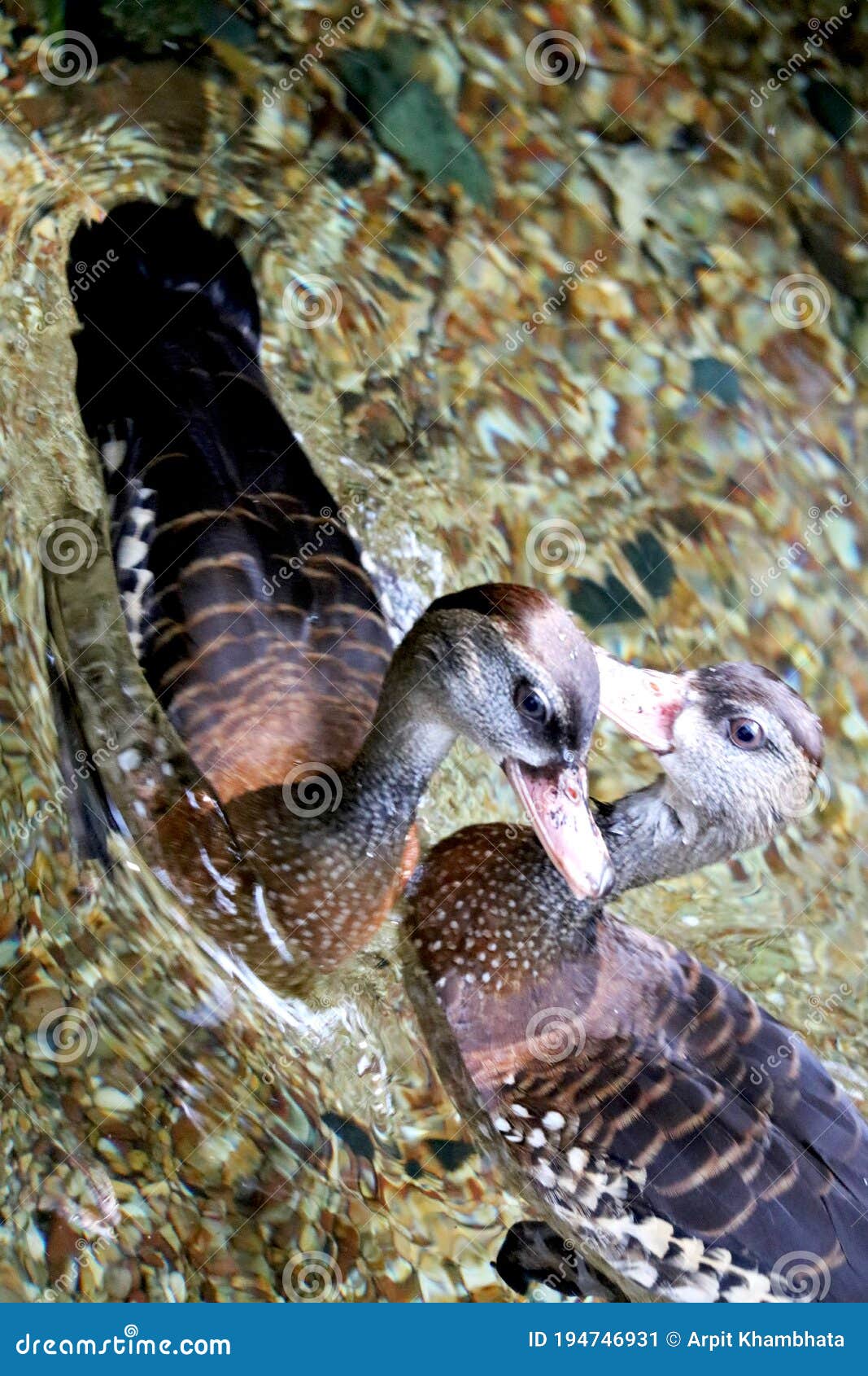 Two Small Duck Swimming Inside Water Stock Image - Image of inside ...