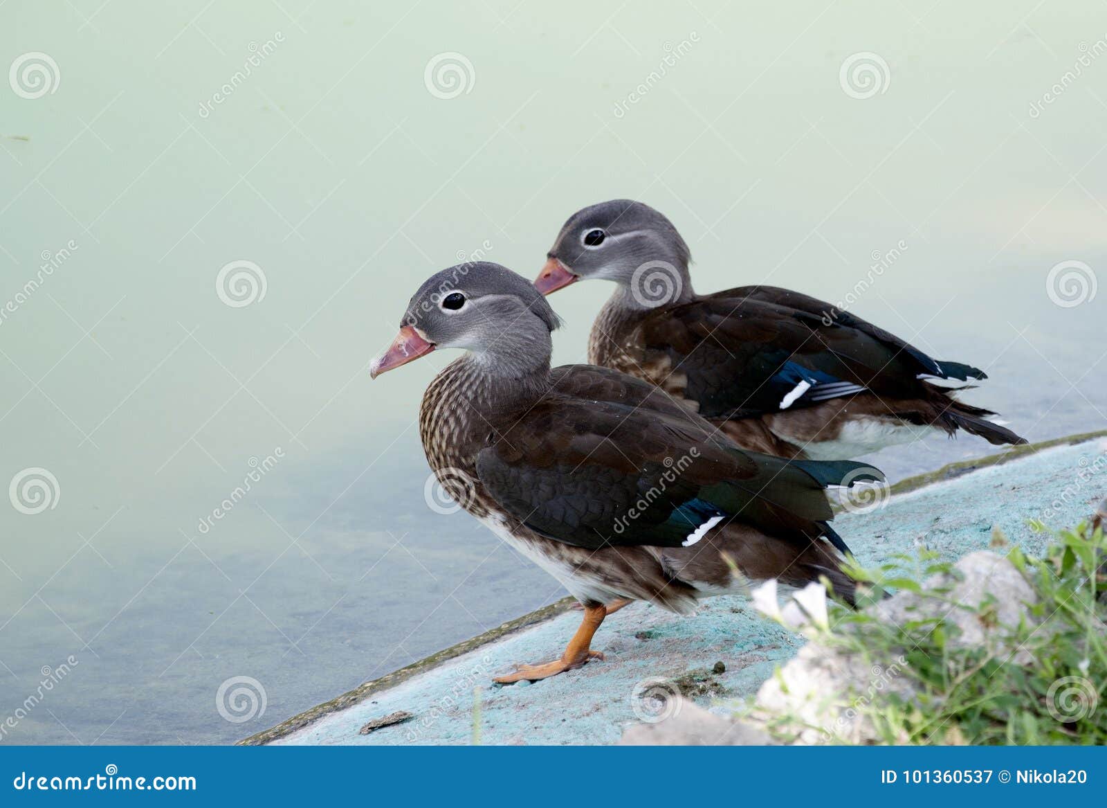 Two Small Ducks on the Shore of the Lake. Stock Image - Image of cute ...