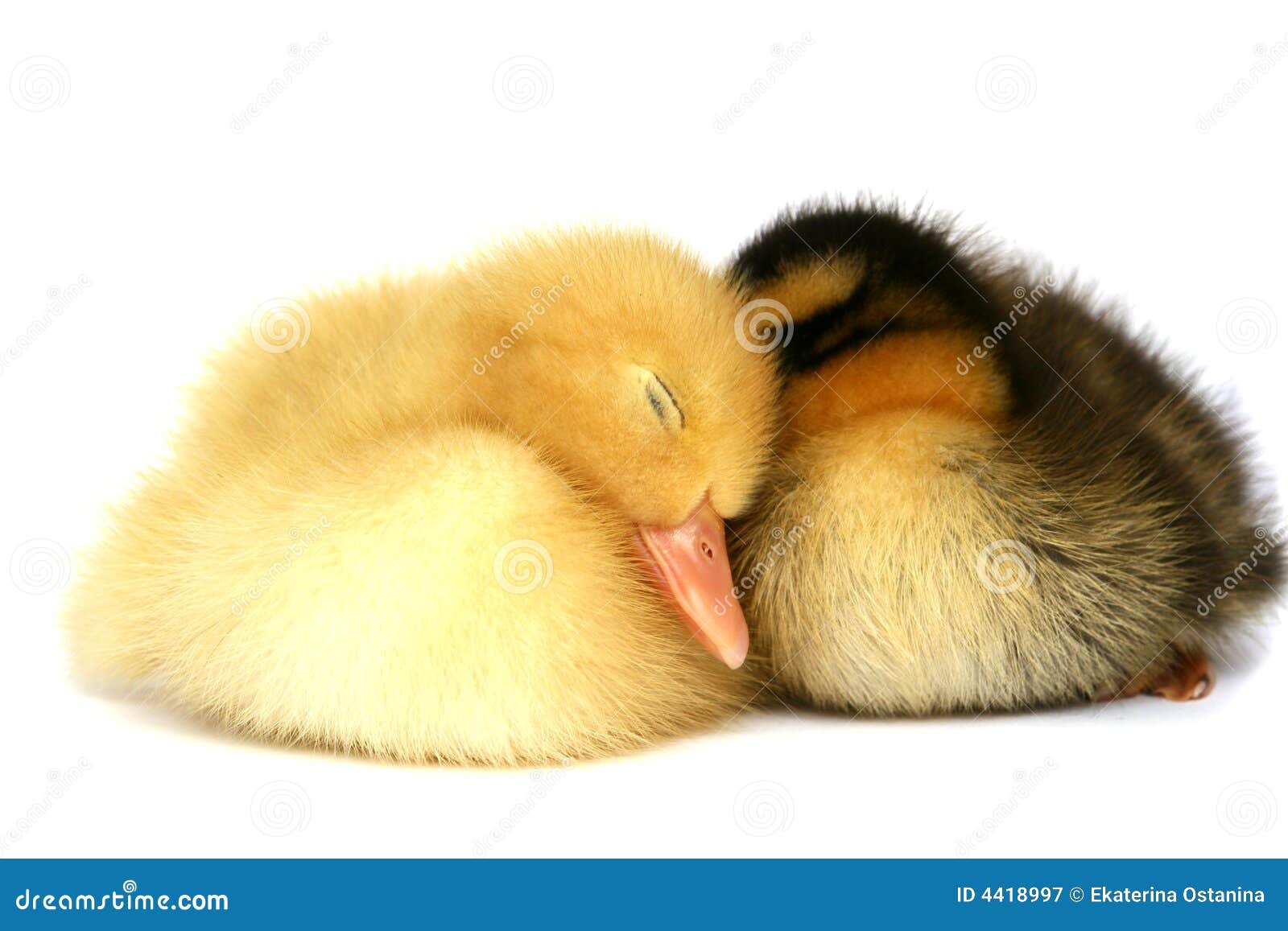 Two Small Ducks Together on a White Background Stock Image - Image of ...