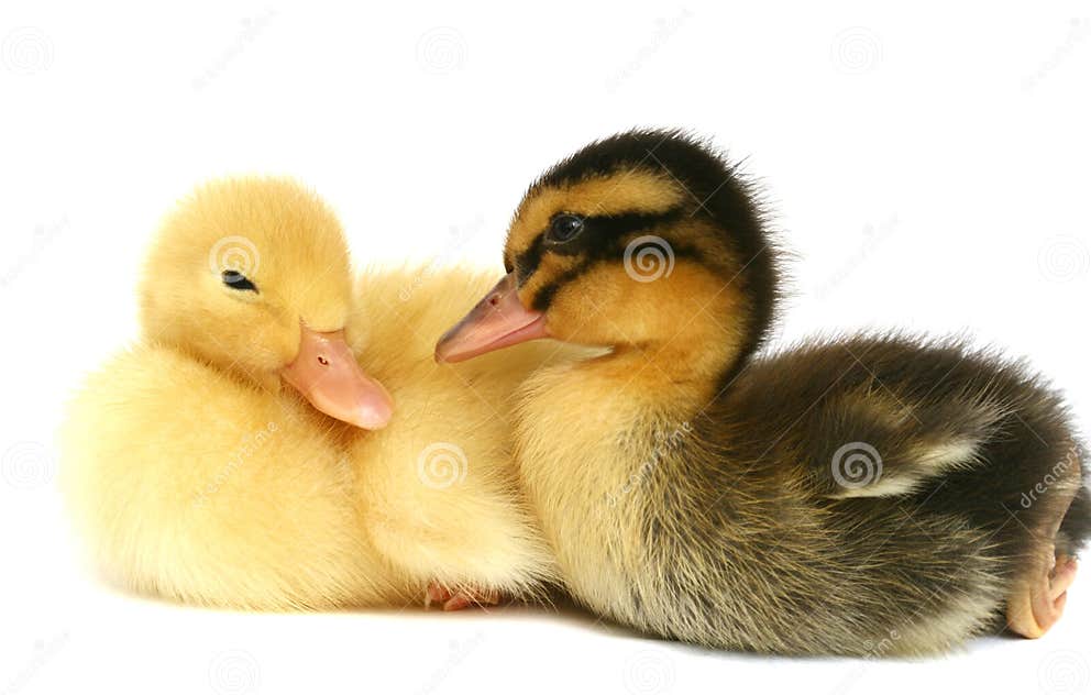 Two Small Ducks Together on a White Background Stock Image - Image of ...