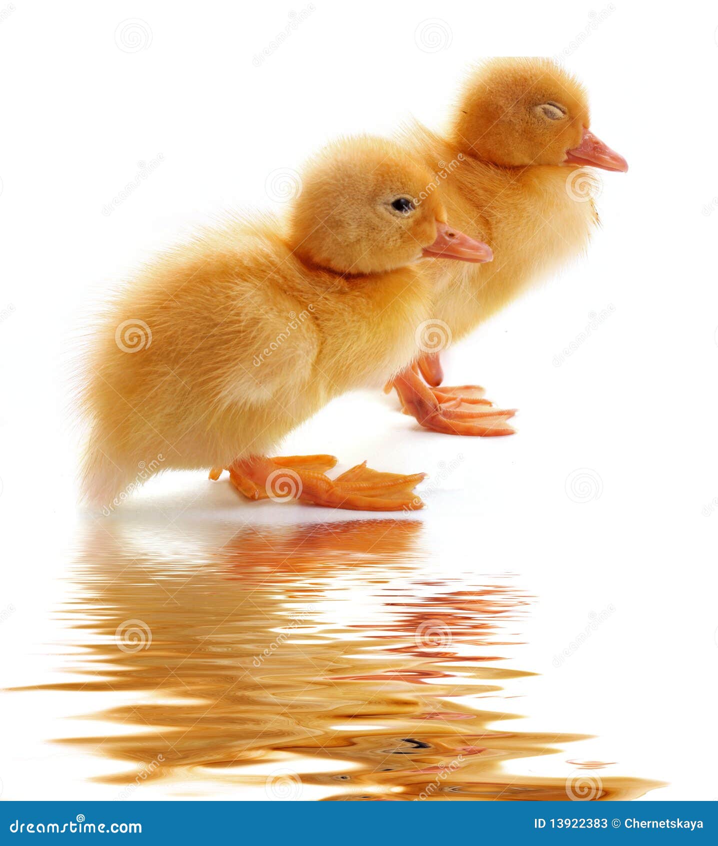 Two small ducks and water stock image. Image of band - 13922383