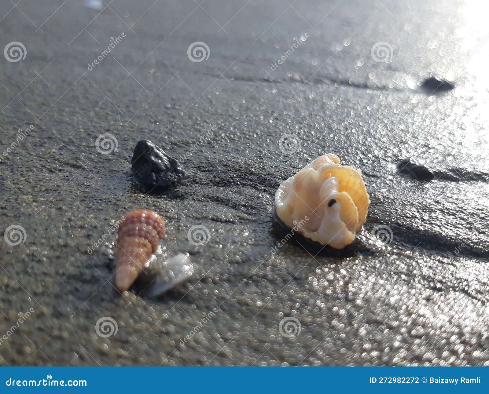 Two Small Empty Snail Shells on the Black Sand Beach Stock Photo ...