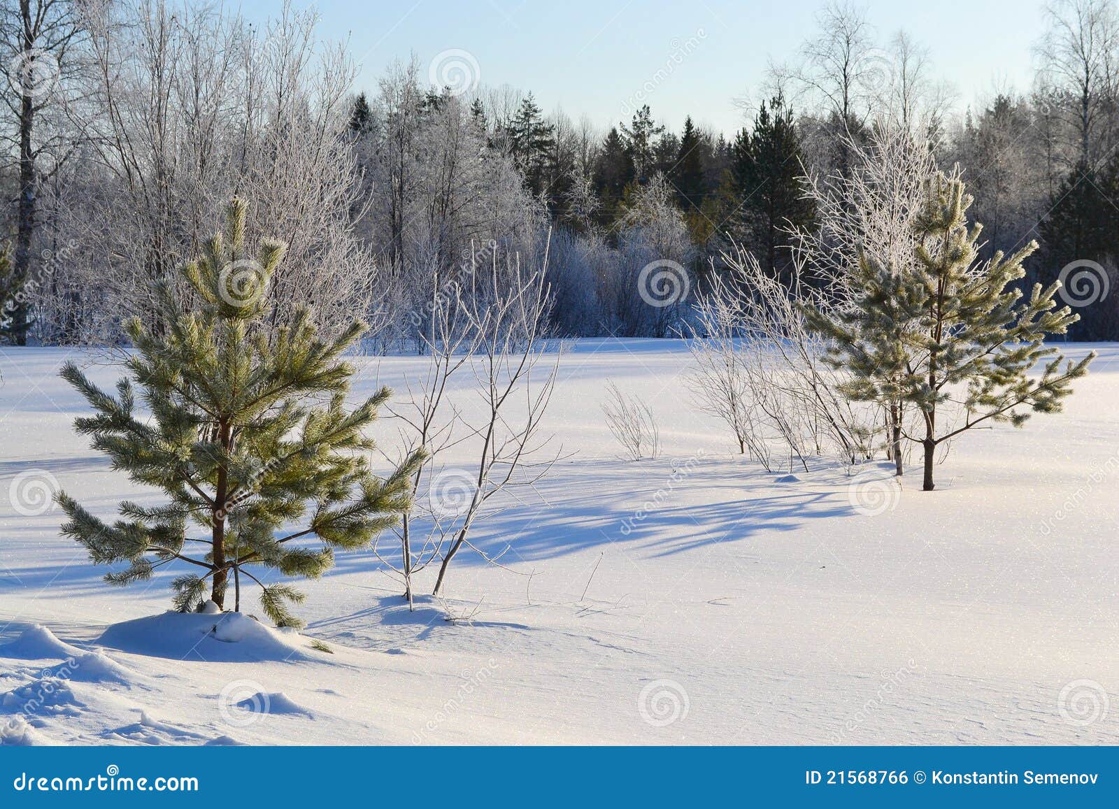 Two Small Fir Trees in Winter Forest Stock Photo - Image of january ...