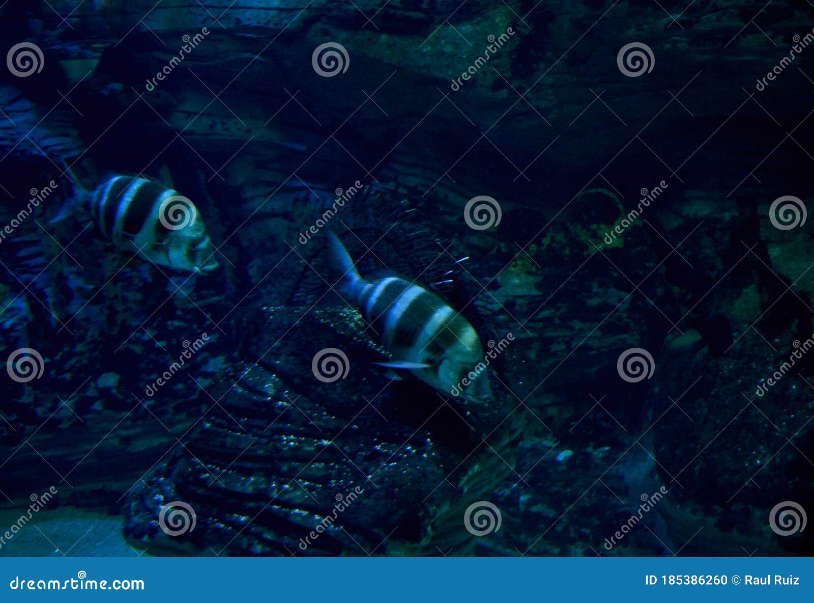 Two Small Fish in the Ocean Stock Photo - Image of aquatic, rabbitfish ...