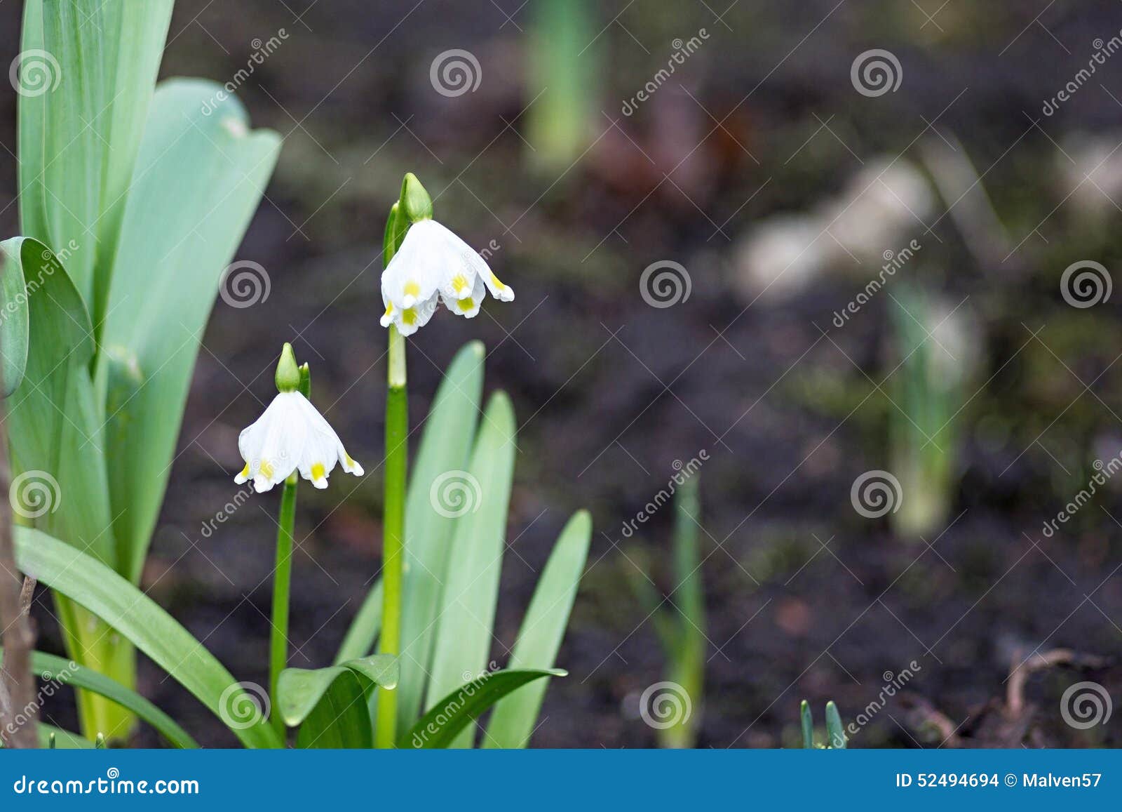 Two Small Flowers of a Snowdrop Stock Photo - Image of nature ...
