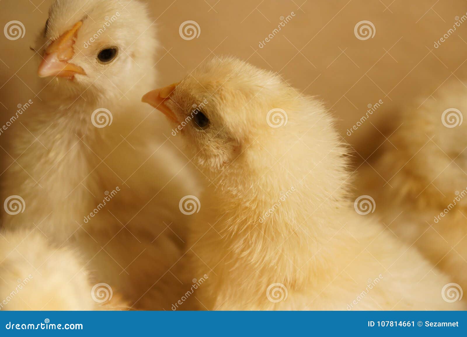 Two Small Fluffy Chick Chicks in a Cardboard Box One Looks at Yo Stock ...