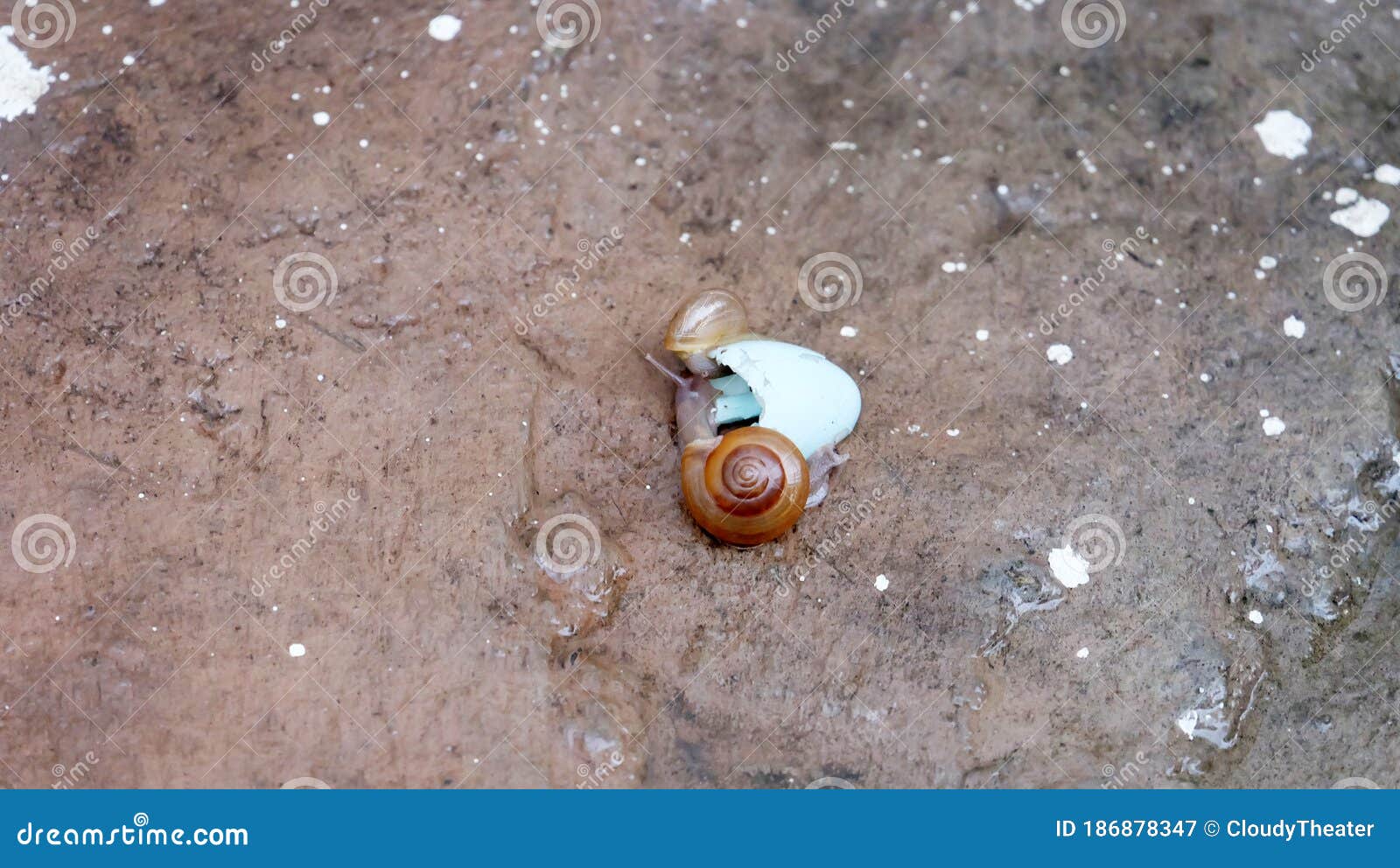 Small Snail and Empty Egg Shell Stock Image - Image of curiosity ...