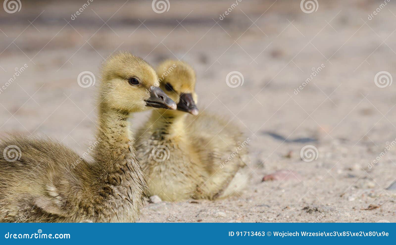 TWO SMALL GEESE stock image. Image of walk, tiny, flue - 91713463