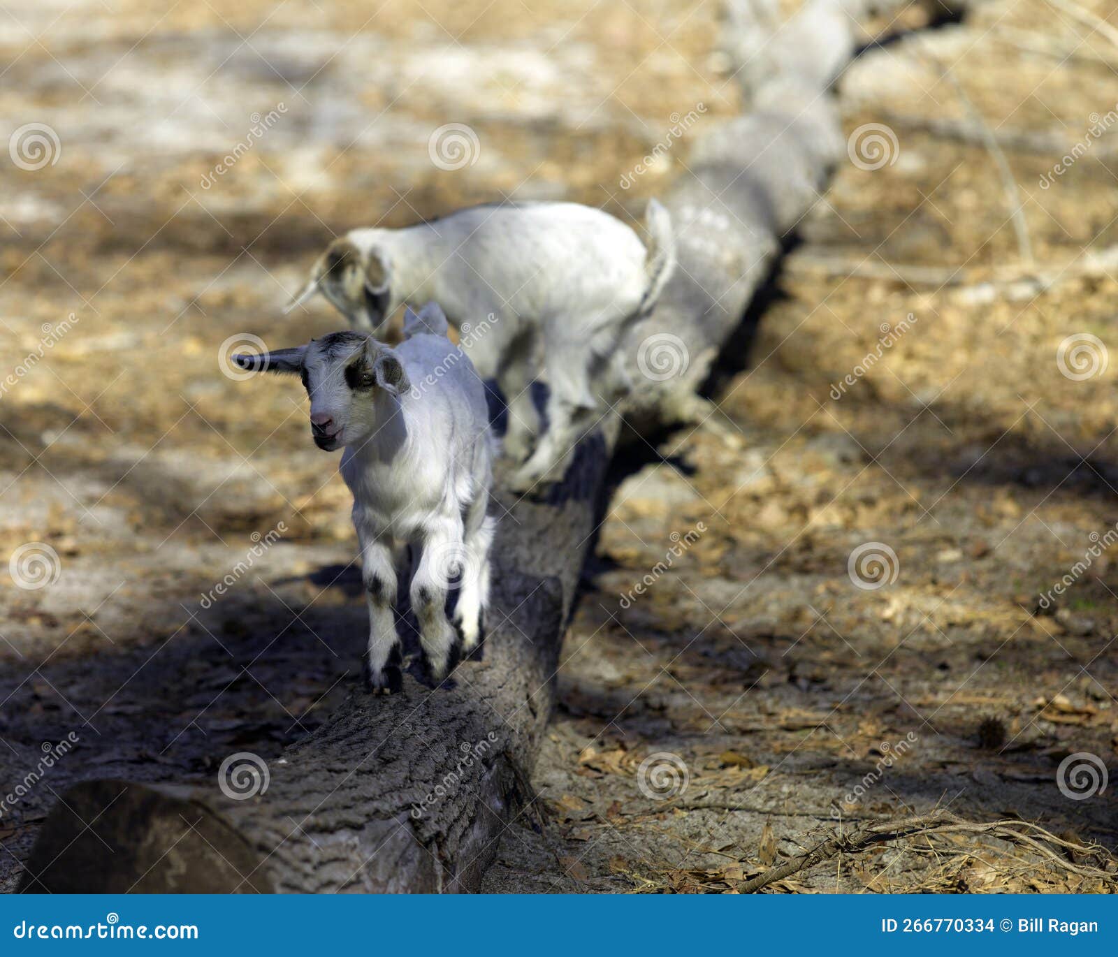 Two Small Goats Playing on a Log Stock Photo - Image of animal ...