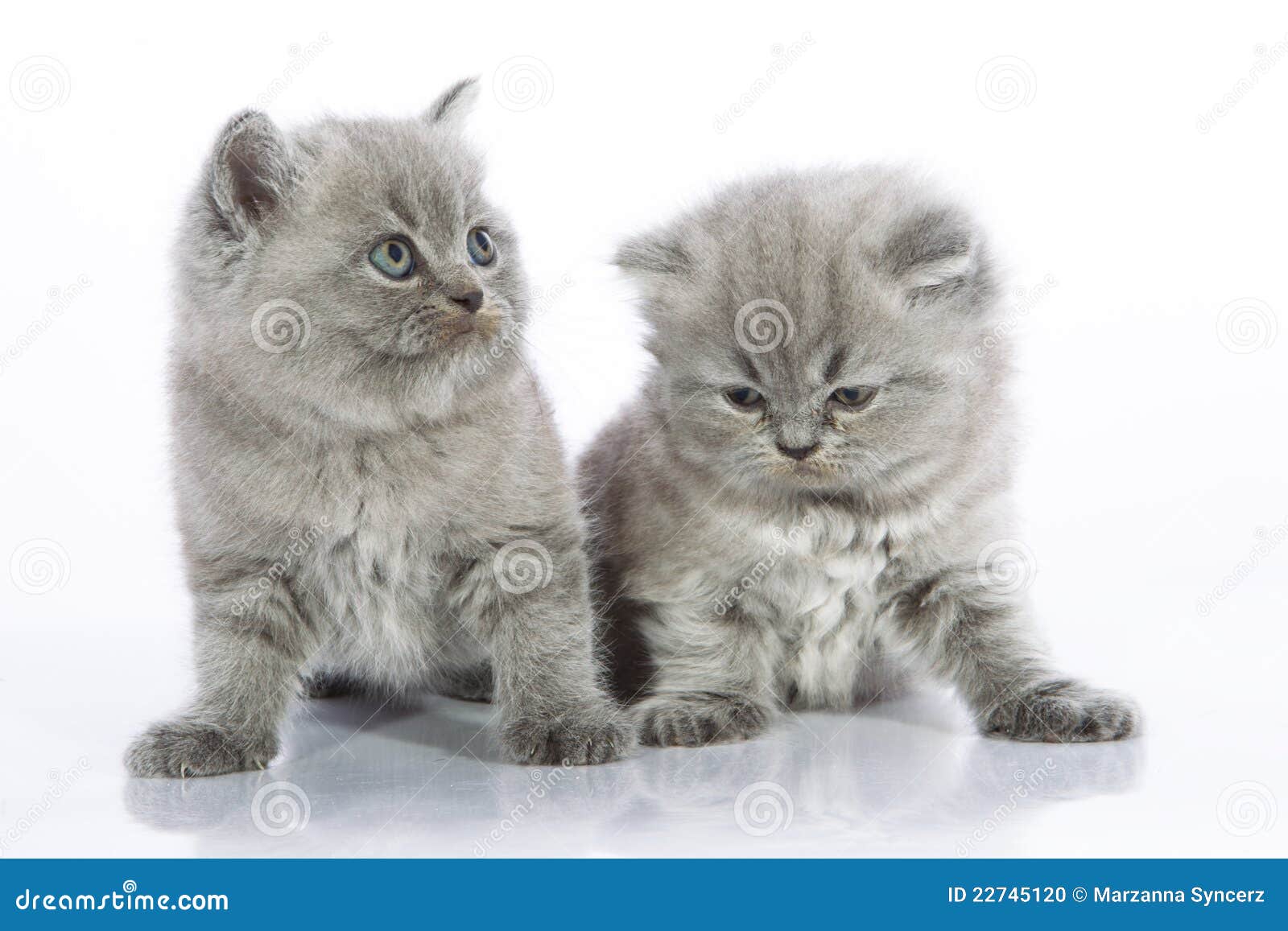14,704 Gray Kittens Photos - Free & Royalty-Free Stock Photos from ...
