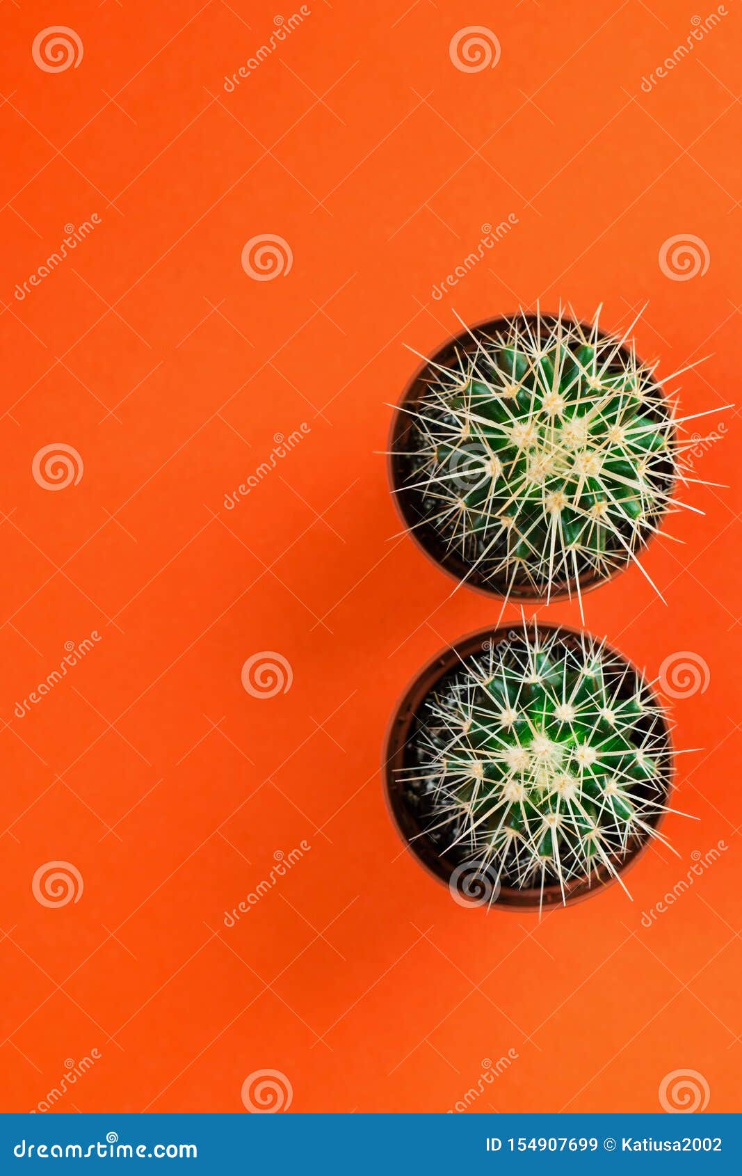 Two Small Green Cactus in Orange Pot on Orange Background Stock Image ...