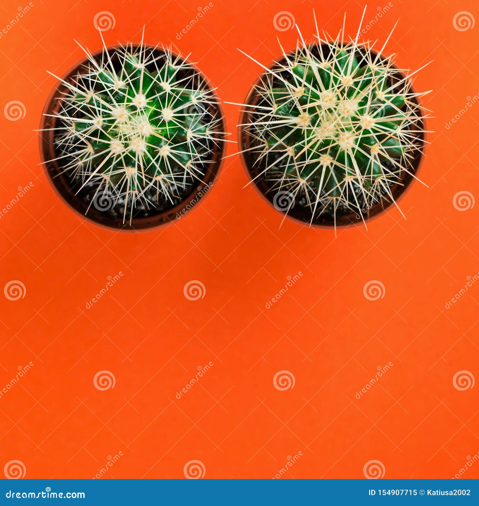 Two Small Green Cactus In Orange Pot On Orange Background Stock Image