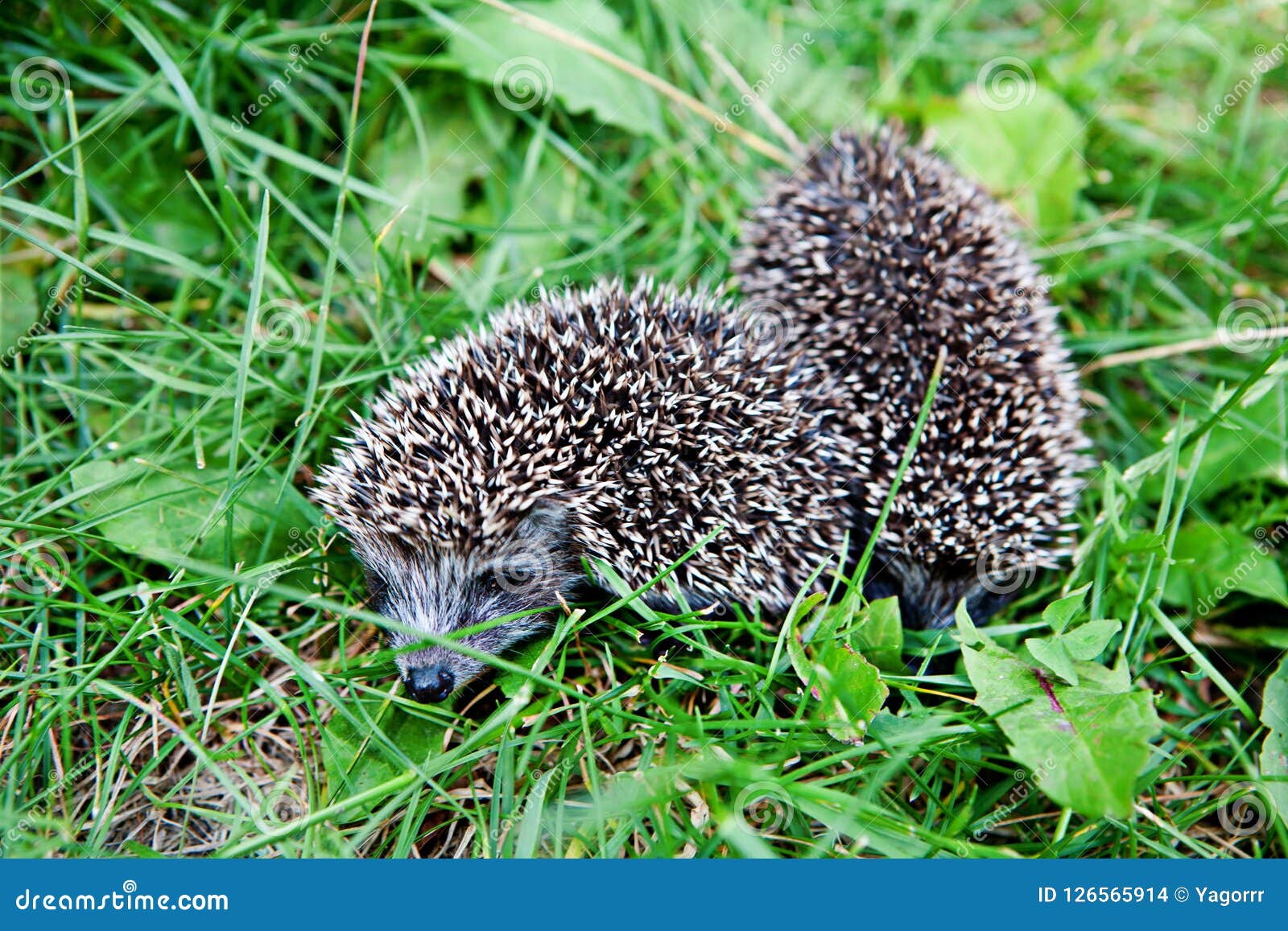 Two Small Hedgehogs in the Summer Grass Stock Photo - Image of nature ...
