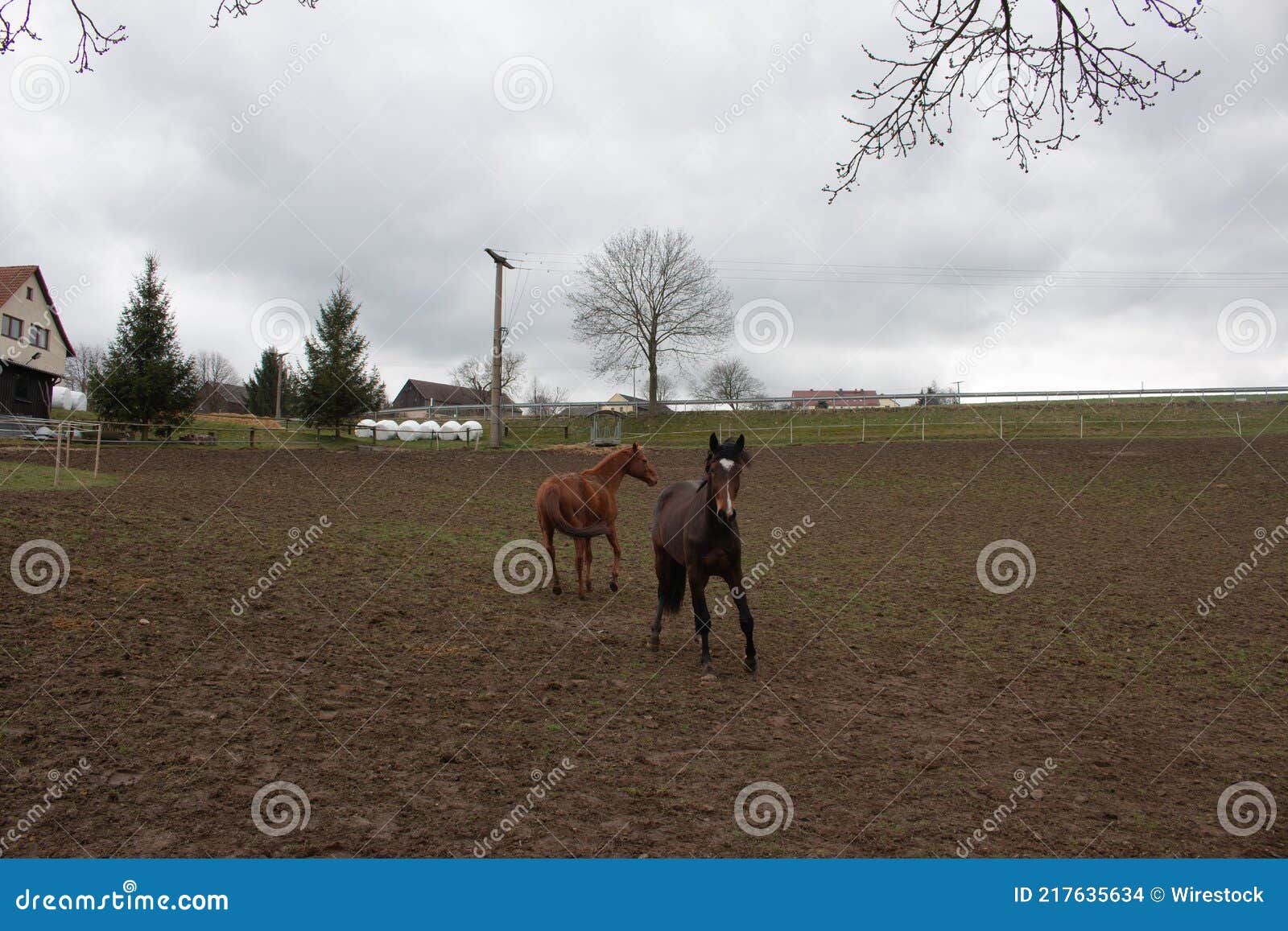Two Small Horses Running on a Field Stock Photo - Image of field ...