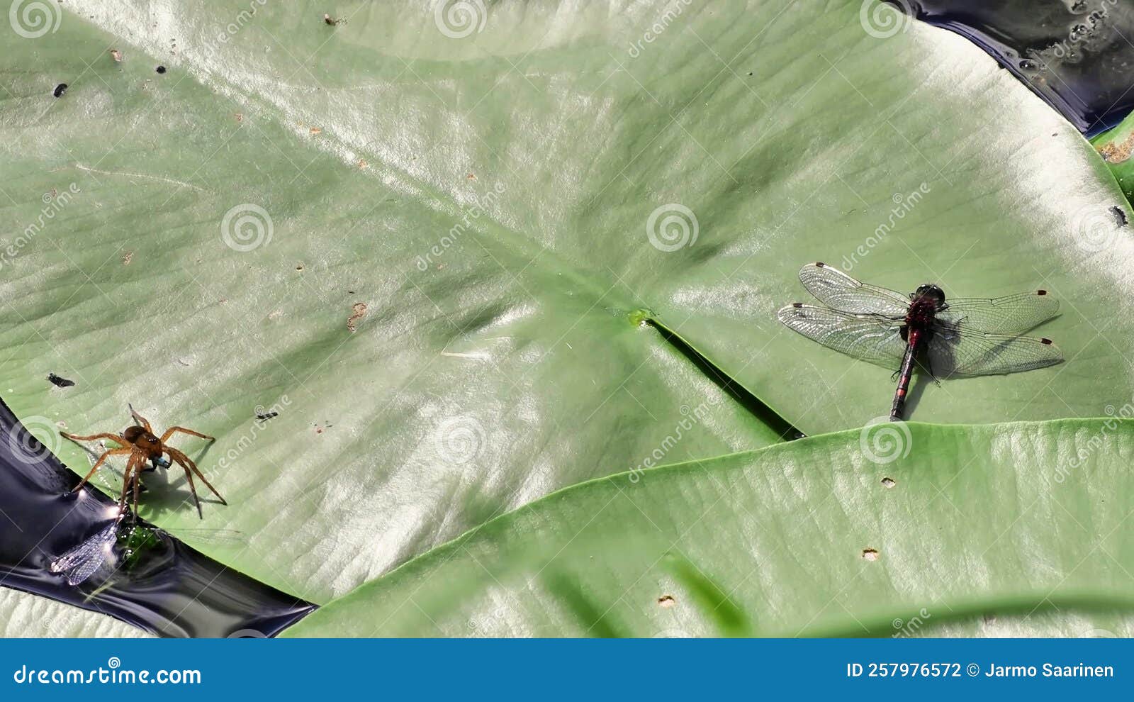 Two Small Insect Predators on the Same Leaf Stock Footage - Video of ...