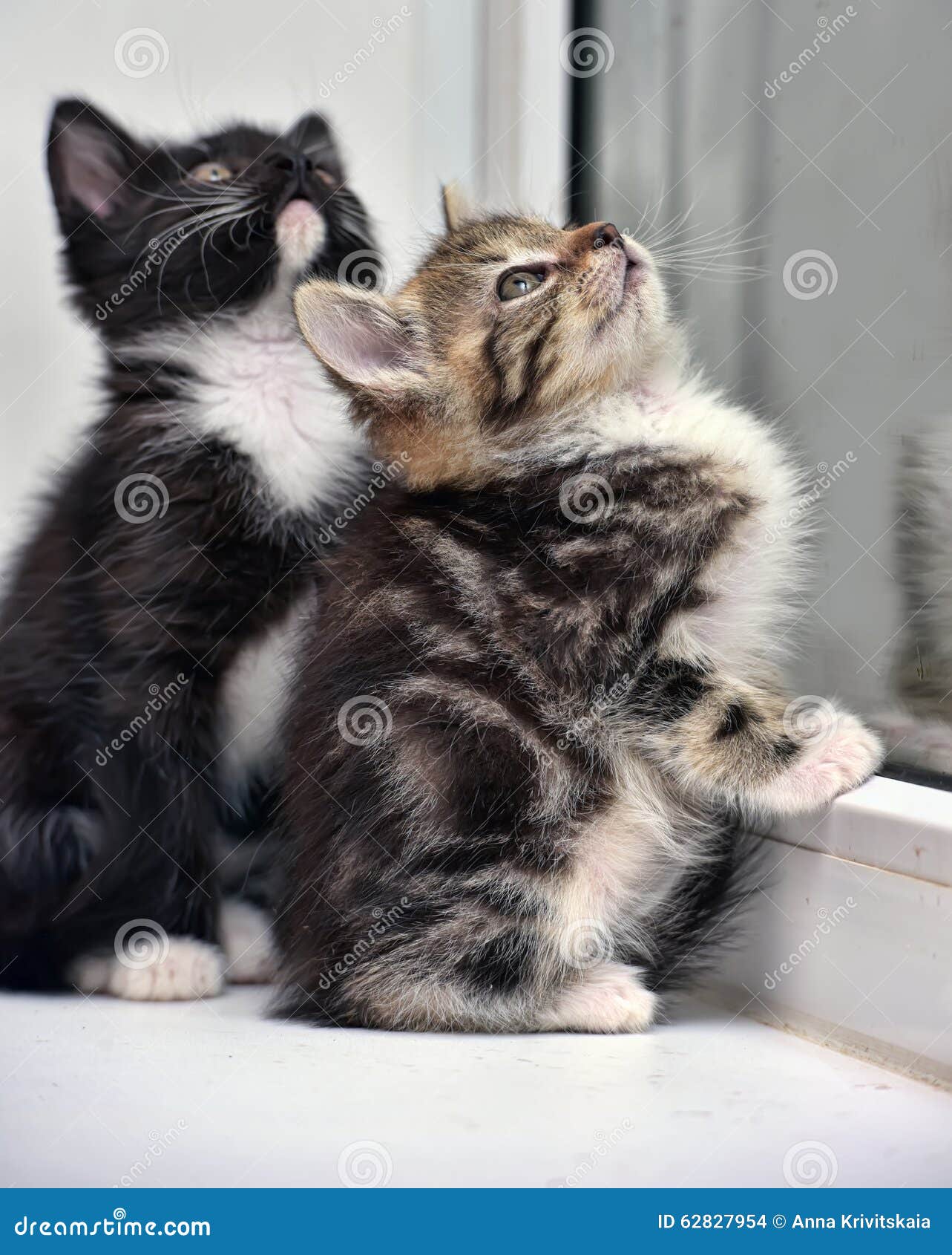 Two small kitten together stock photo. Image of alive - 62827954
