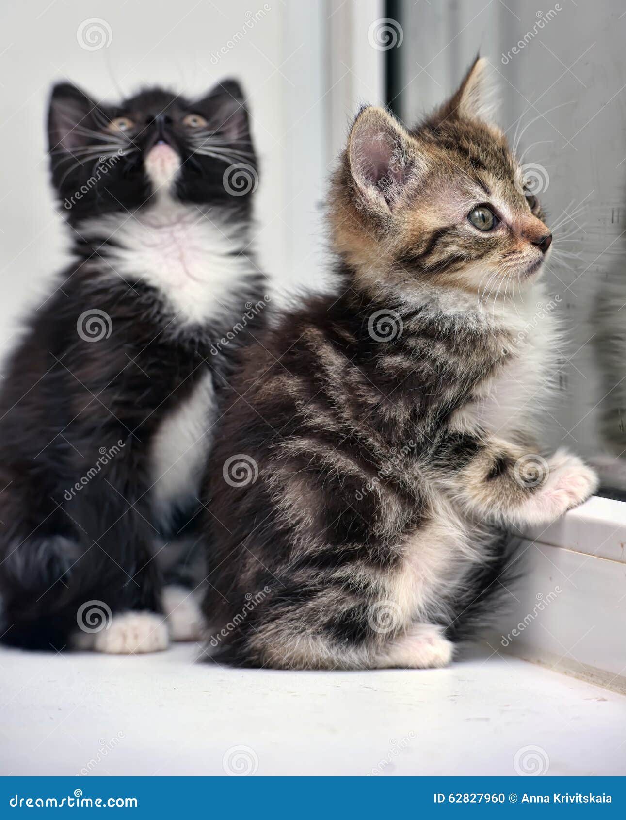 Two small kitten together stock photo. Image of cats - 62827960