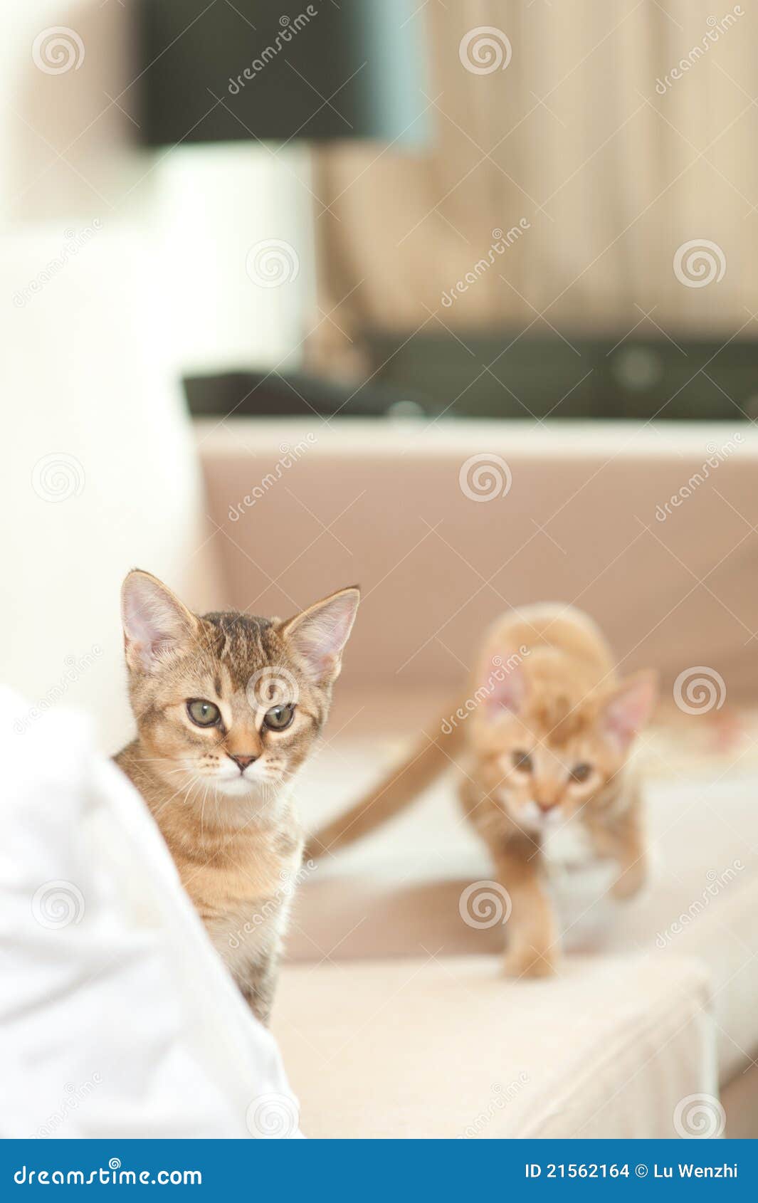 Two small kittens stock photo. Image of feline, curious - 21562164