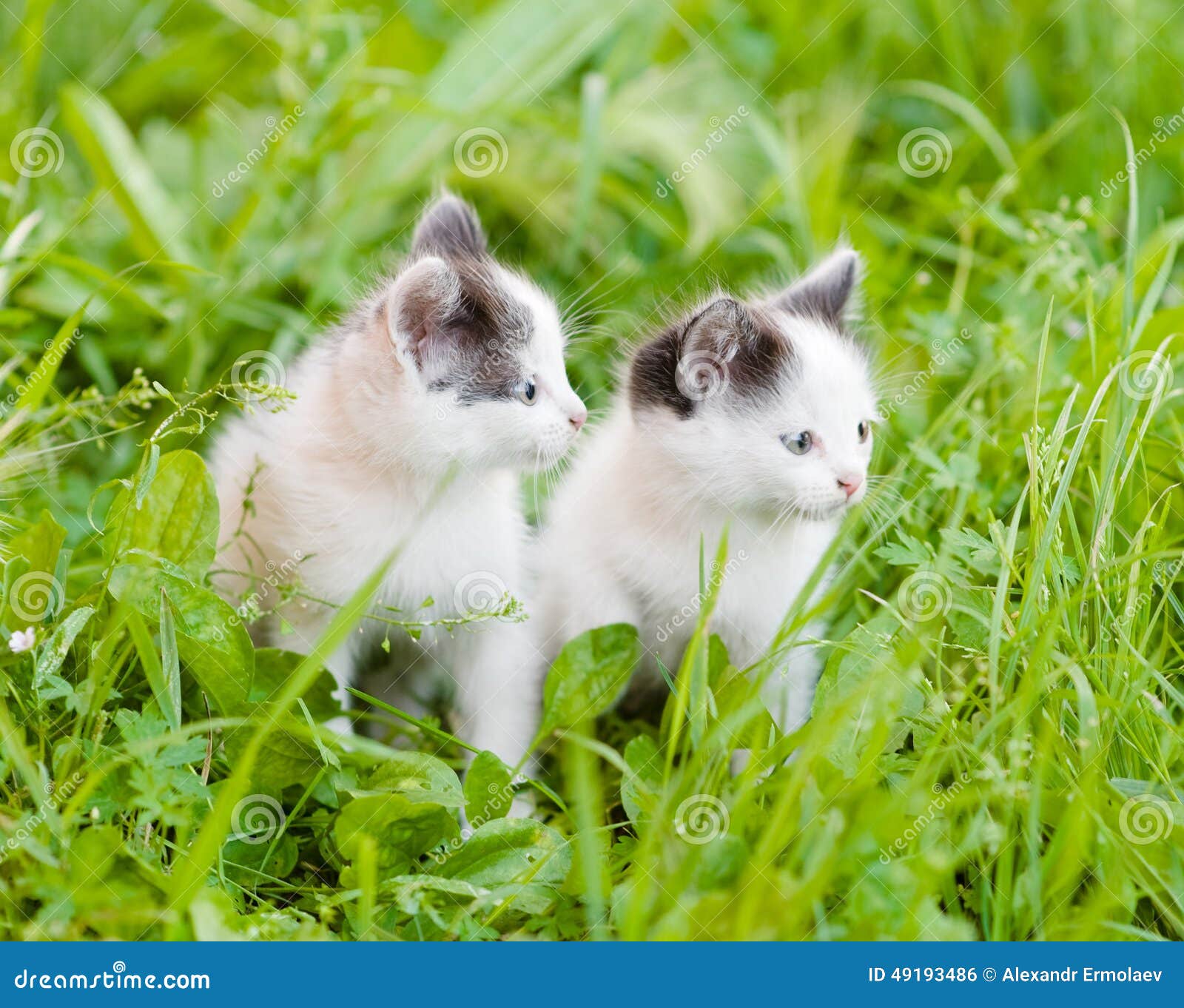 Two Small Kittens on the Green Grass. Looking Away Stock Photo - Image ...