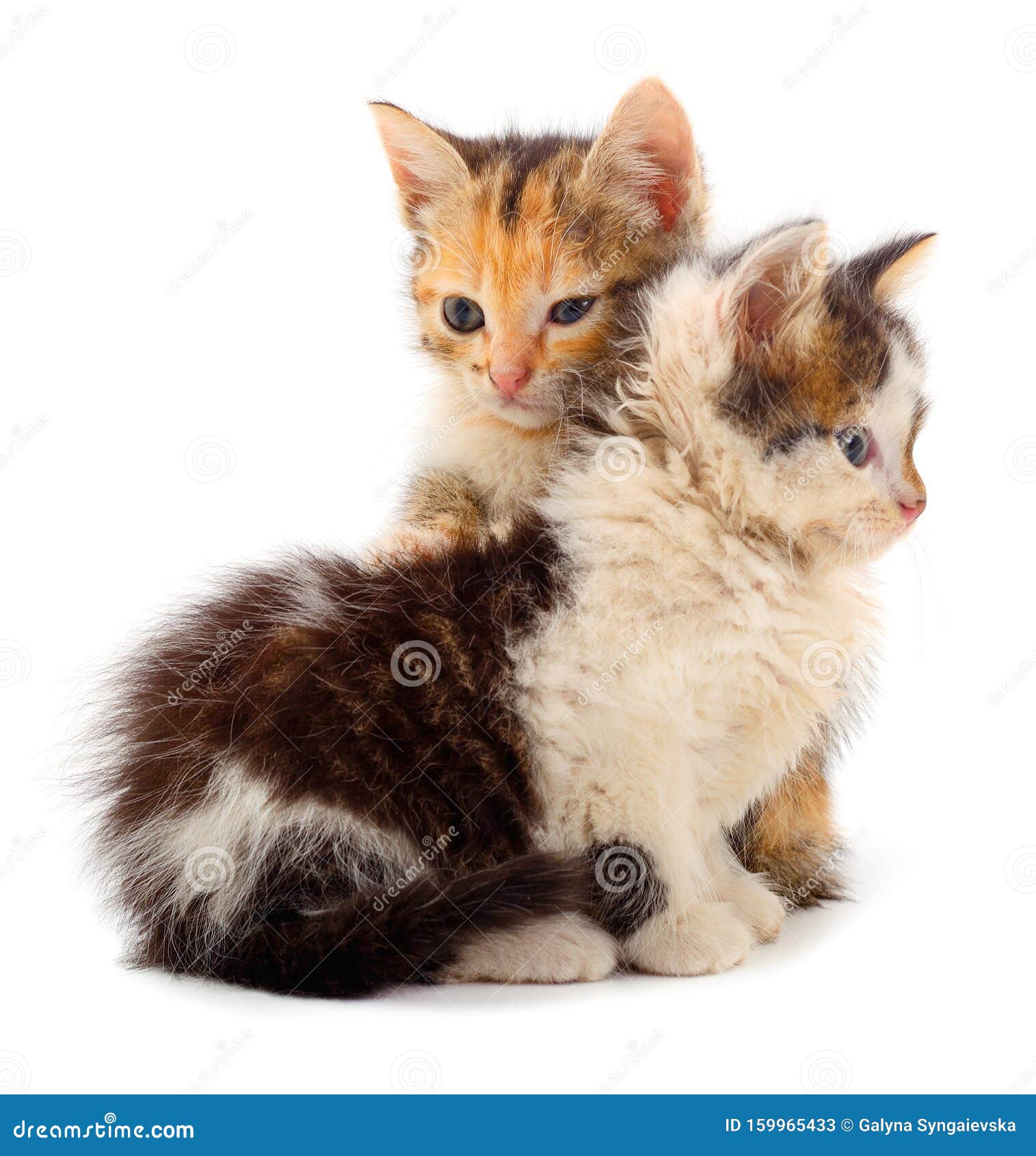 Two small kittens isolated stock image. Image of kitty - 159965433