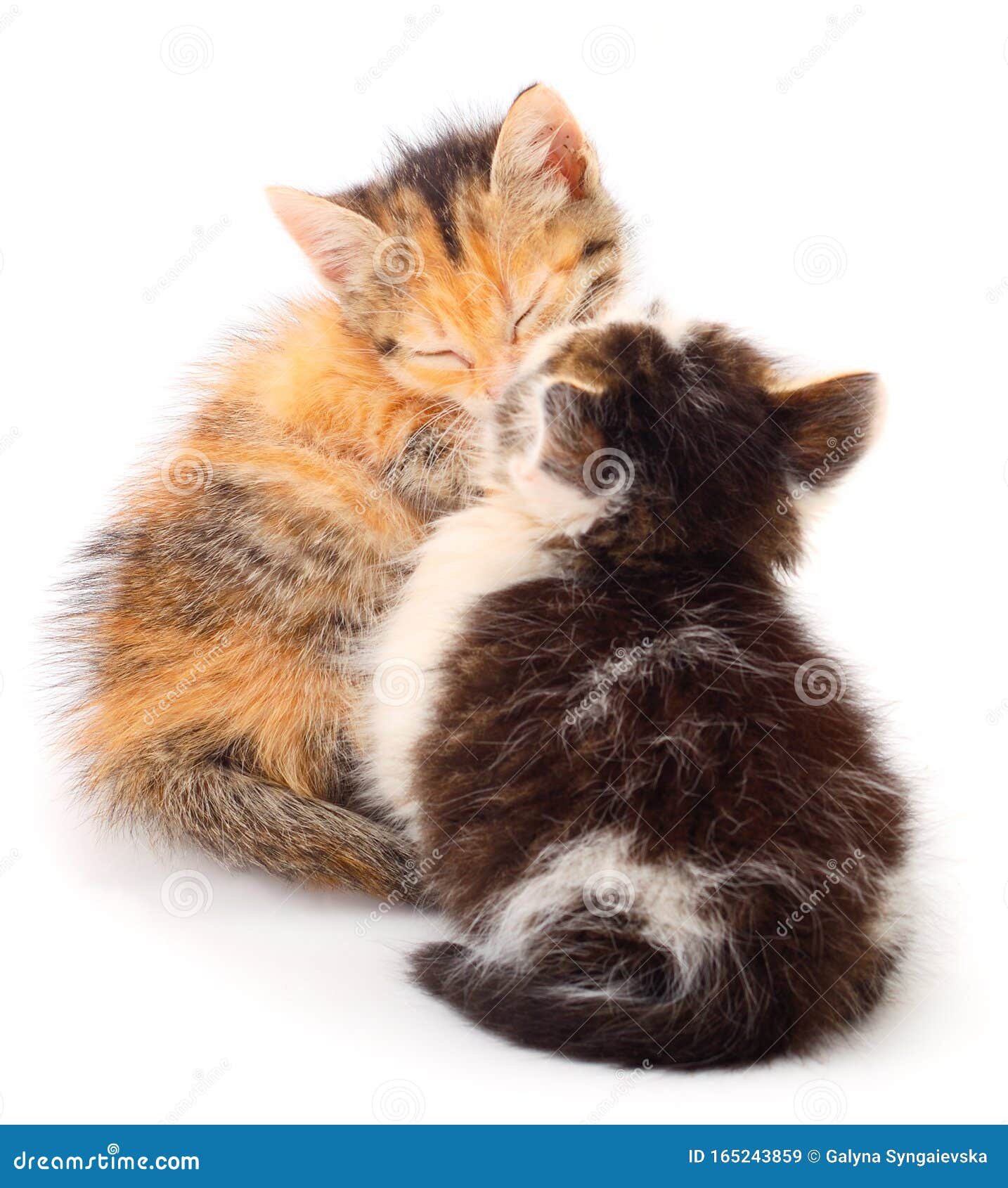 Two small kittens isolated stock image. Image of brown - 165243859